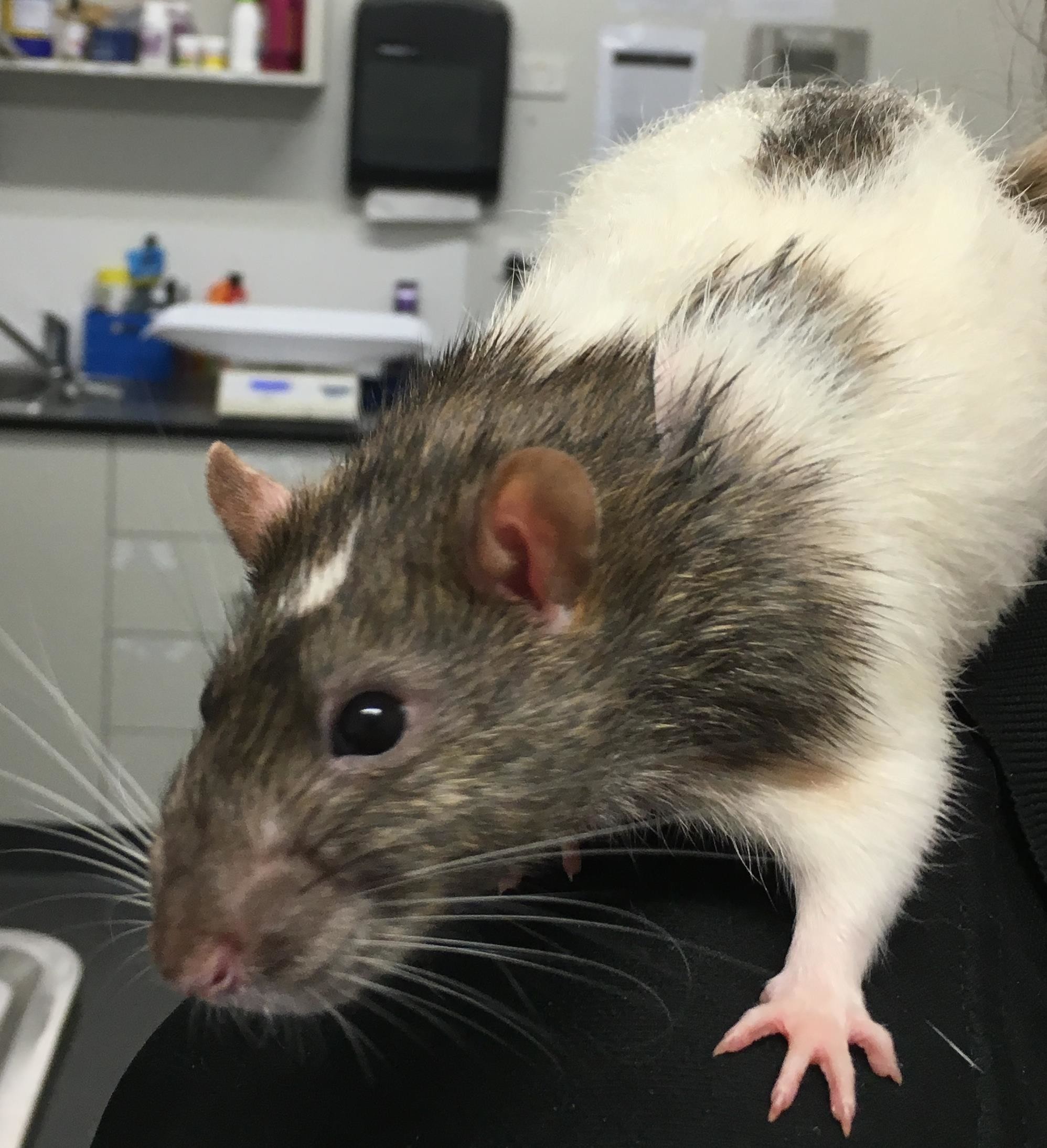 Gizmo - Male Rat Top Eared Smooth Mix Rodent in QLD - PetRescue