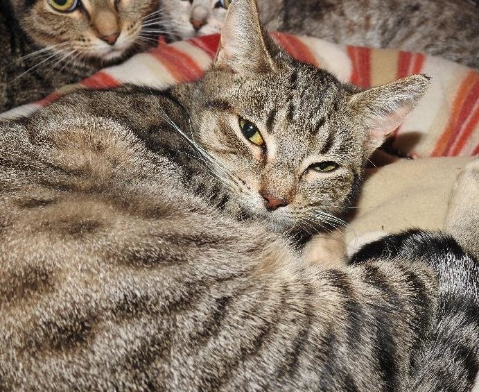 Abbey - Female Domestic Short Hair x Ocicat Mix Cat in QLD - PetRescue