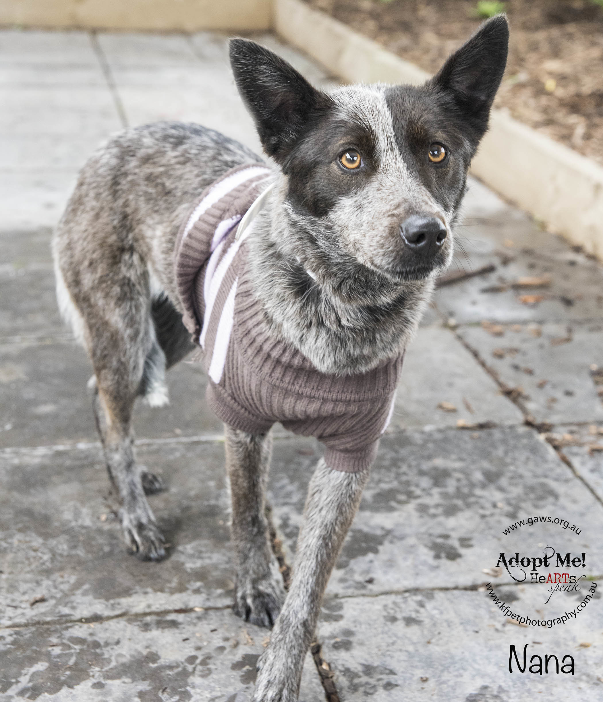 Nana ID32206 - Medium Female Blue Heeler Dog in VIC - PetRescue