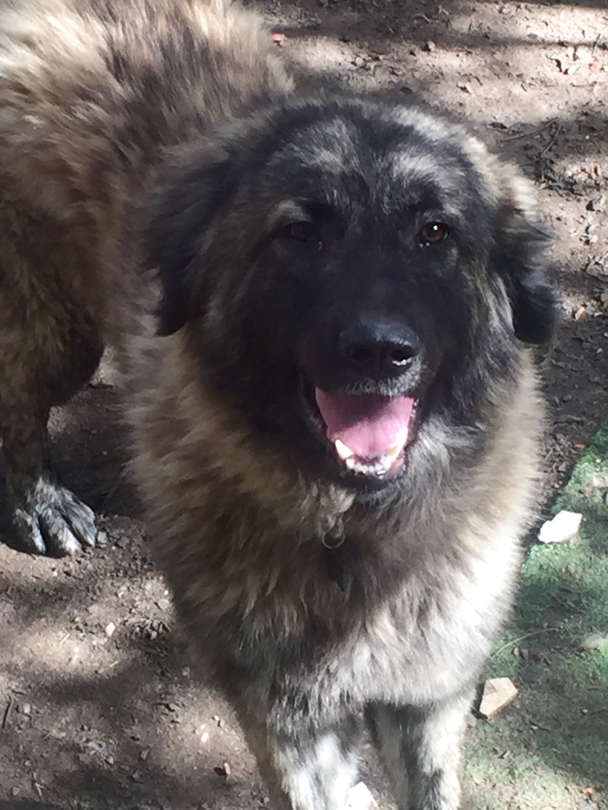 Sunny - Large Female Sarplaninac Dog in VIC - PetRescue