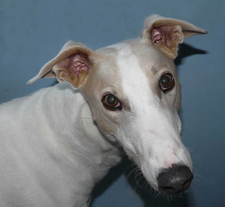 Rusty ~ 3yo greyhound boy (on trial 24/09/16) - Large Male Greyhound ...