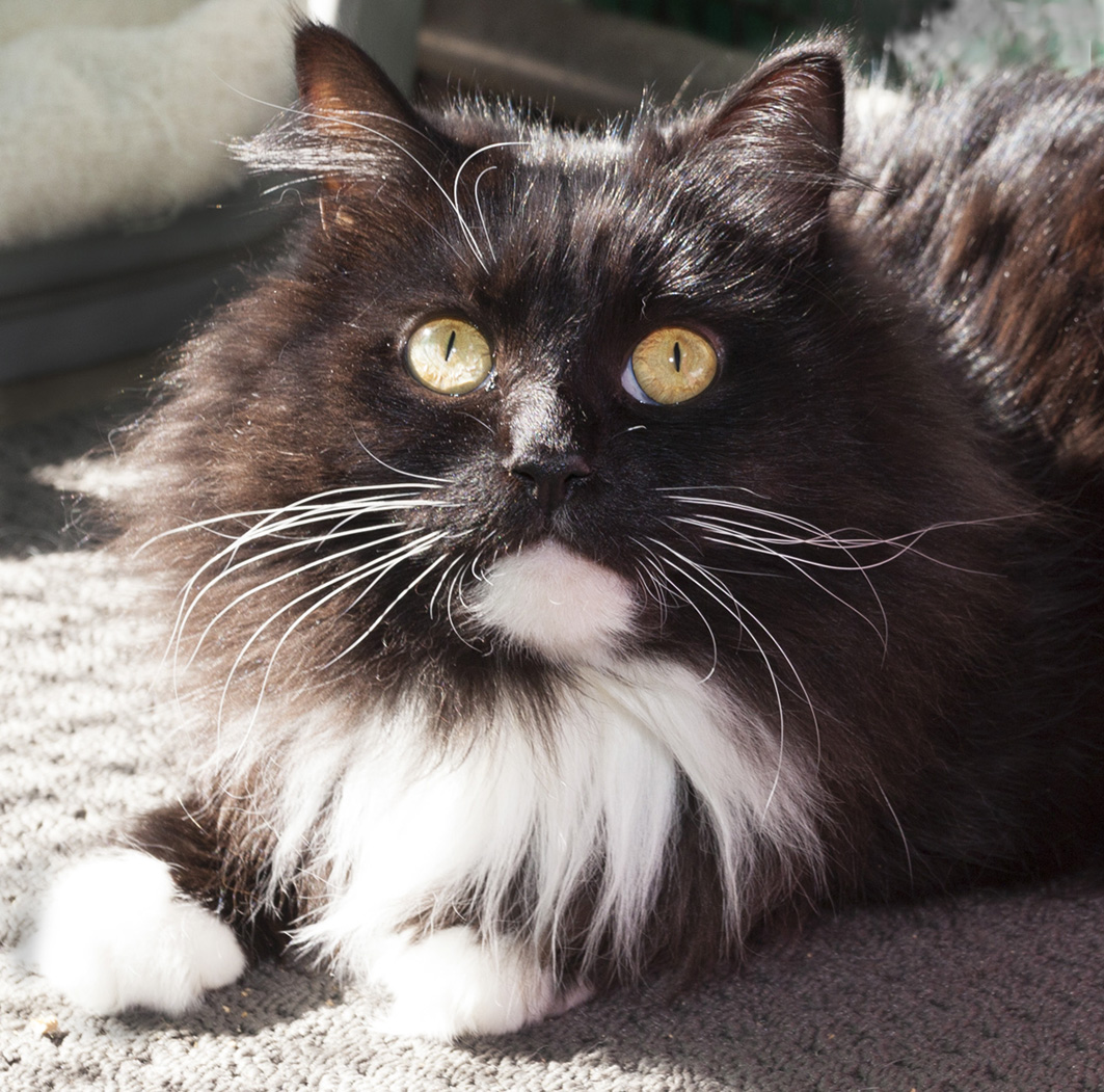 Mandu - Male Persian (Himalayan) Mix Cat in NSW - PetRescue