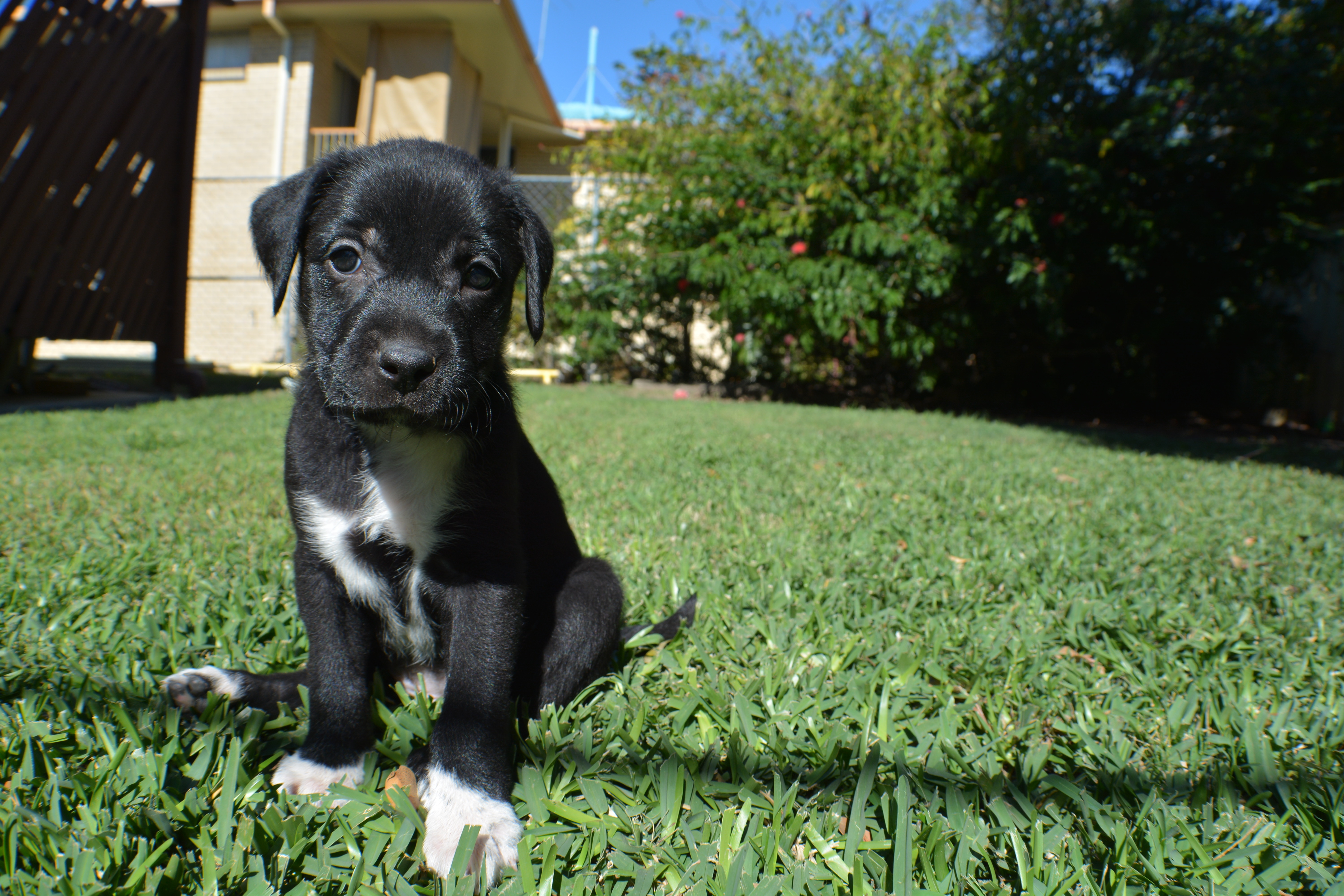 Link - Large Male Irish Wolfhound x Labrador Dog in QLD - PetRescue