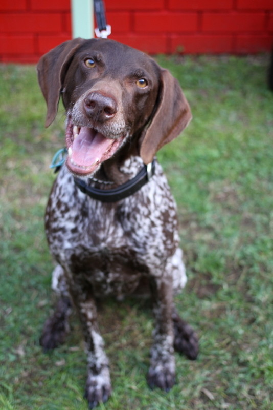 Connor - Large Male German Shorthaired Pointer Dog in NSW - PetRescue