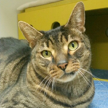 Skitz - Male Domestic Short Hair Cat in VIC - PetRescue