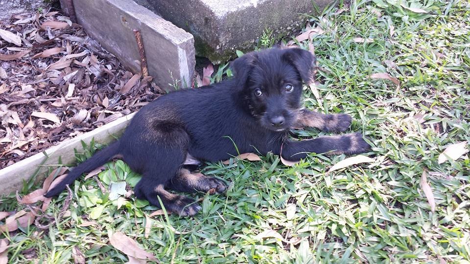 Lambo - Large Male Irish Wolfhound x Labrador Dog in QLD - PetRescue