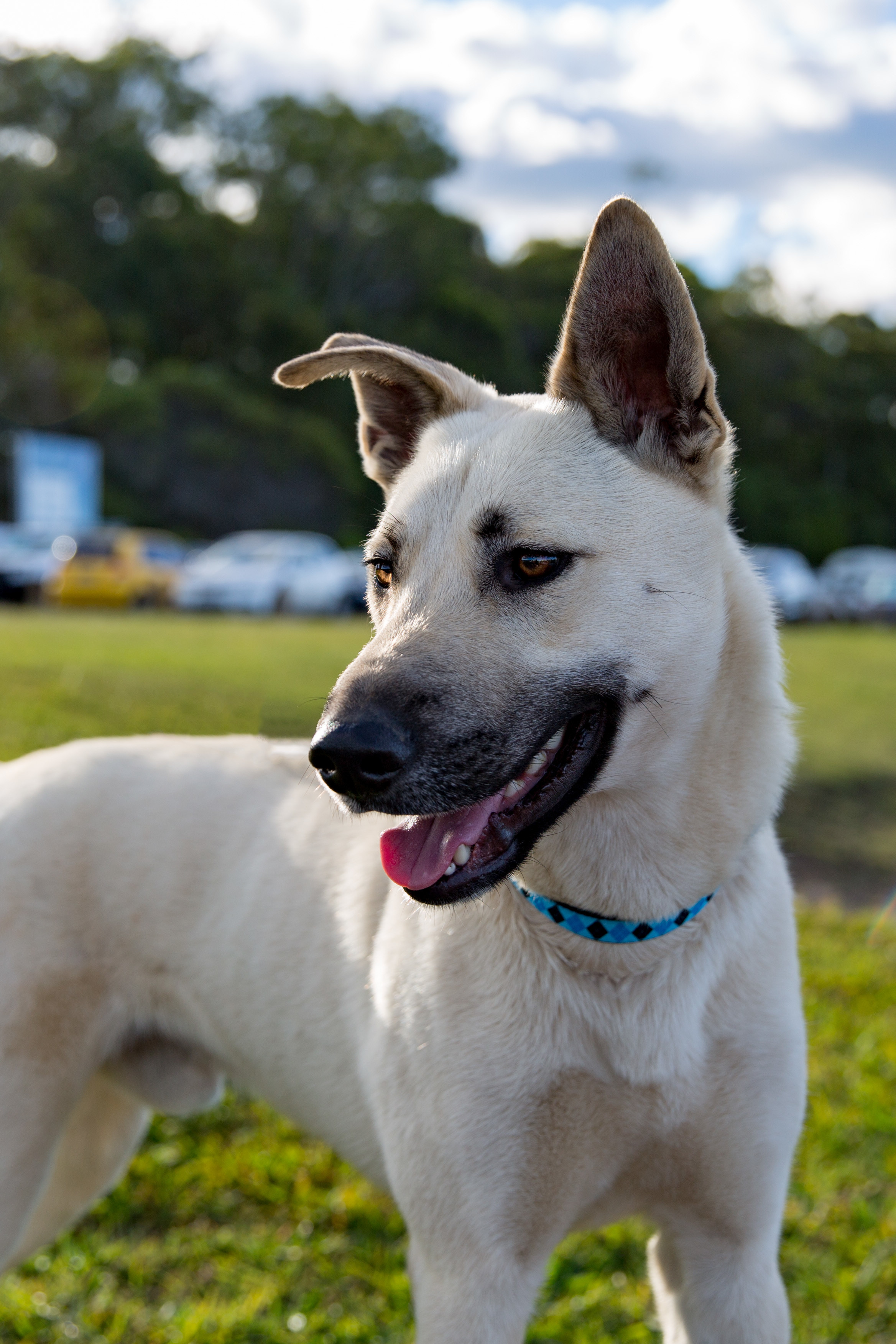 Bundy - Medium Male White Shepherd Dog Mix Dog in QLD - PetRescue