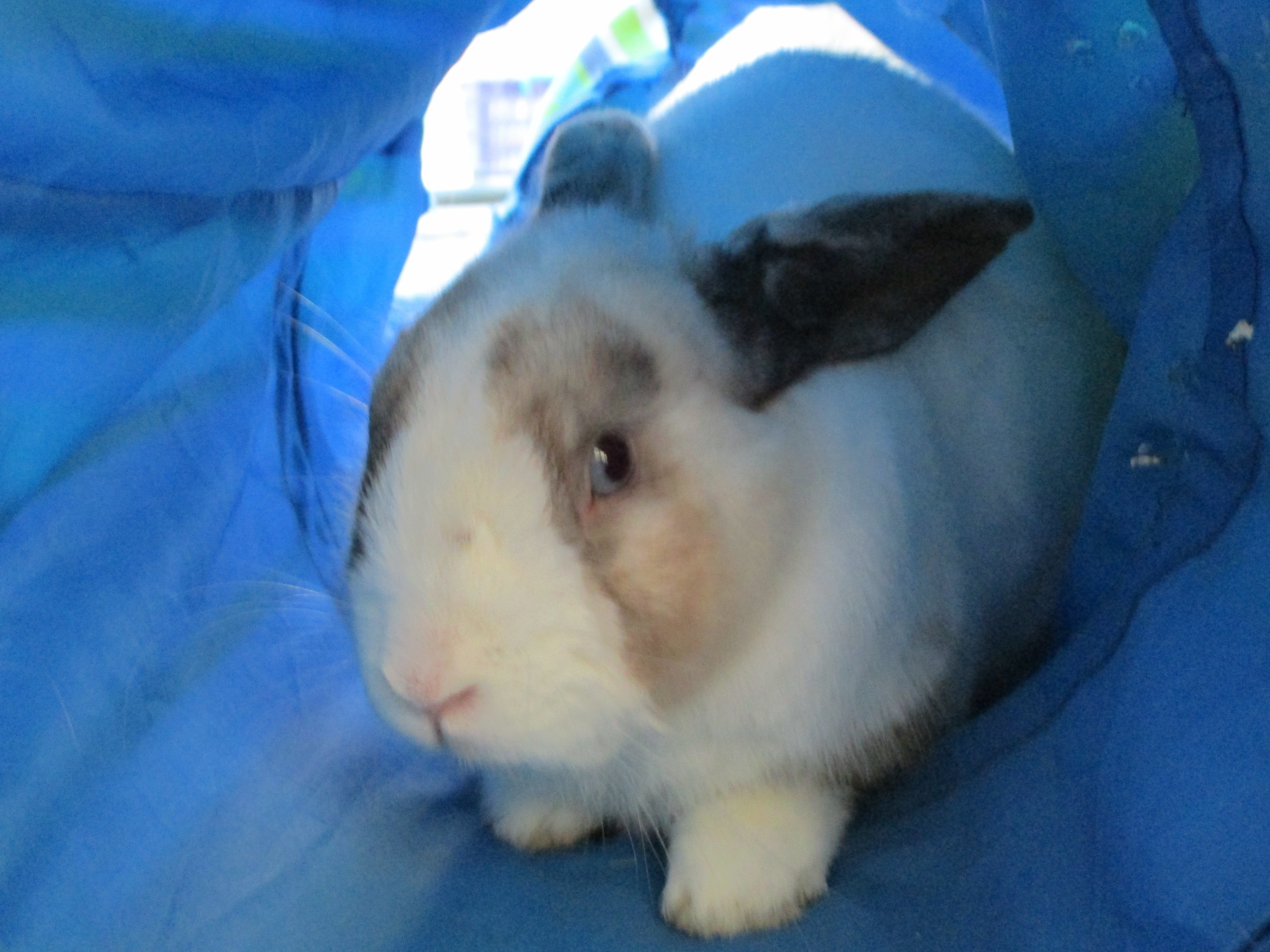 Timmy - Male Dutch Mix Rabbit in VIC - PetRescue