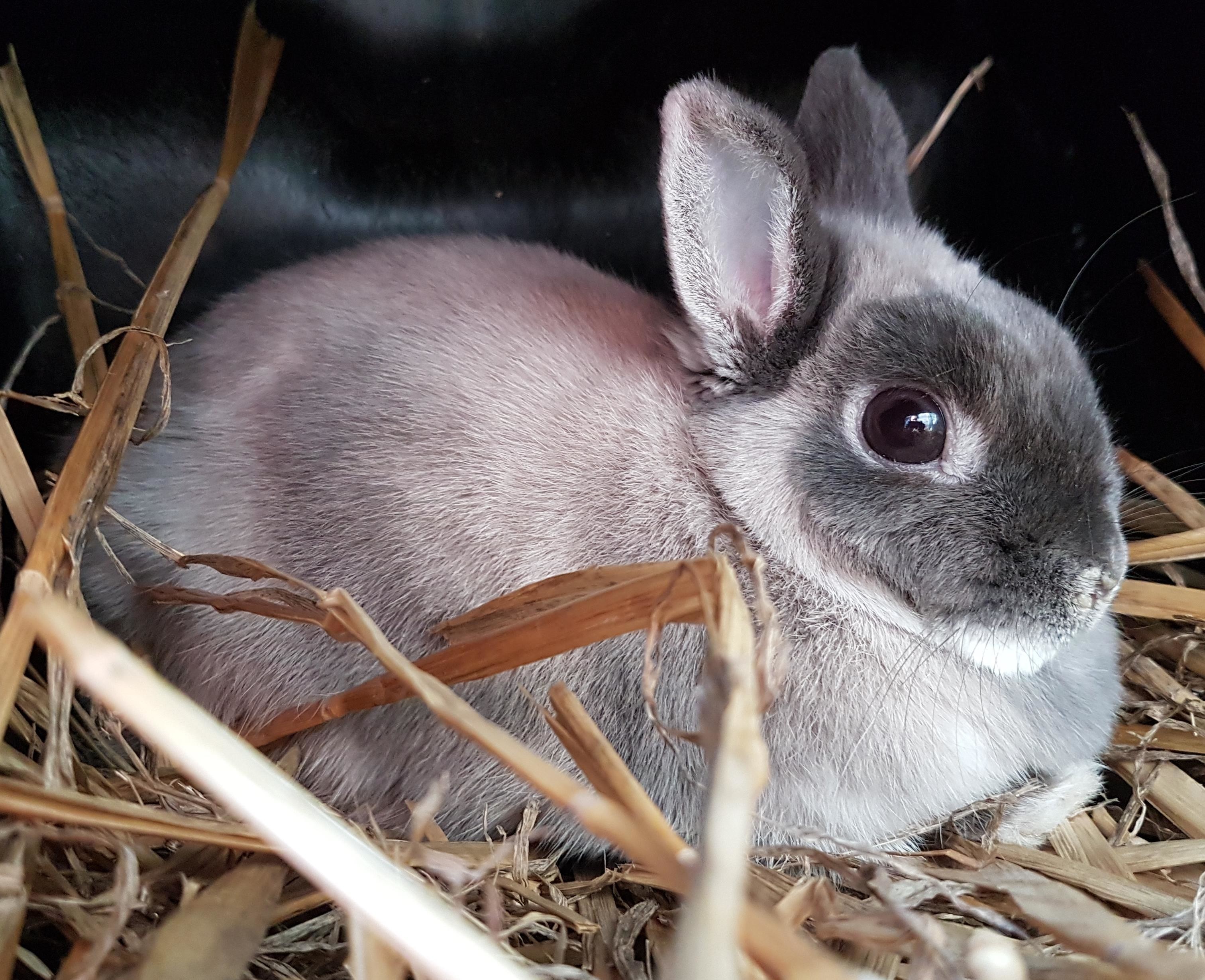 Lulu - Female Netherland Dwarf Mix Rabbit in ACT - PetRescue