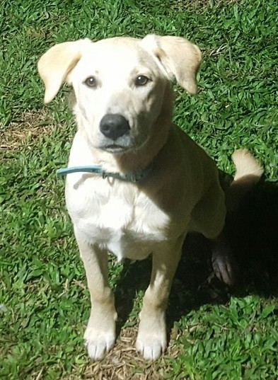 Kia - Medium Female Labrador x Maremma Sheepdog Mix Dog in QLD - PetRescue