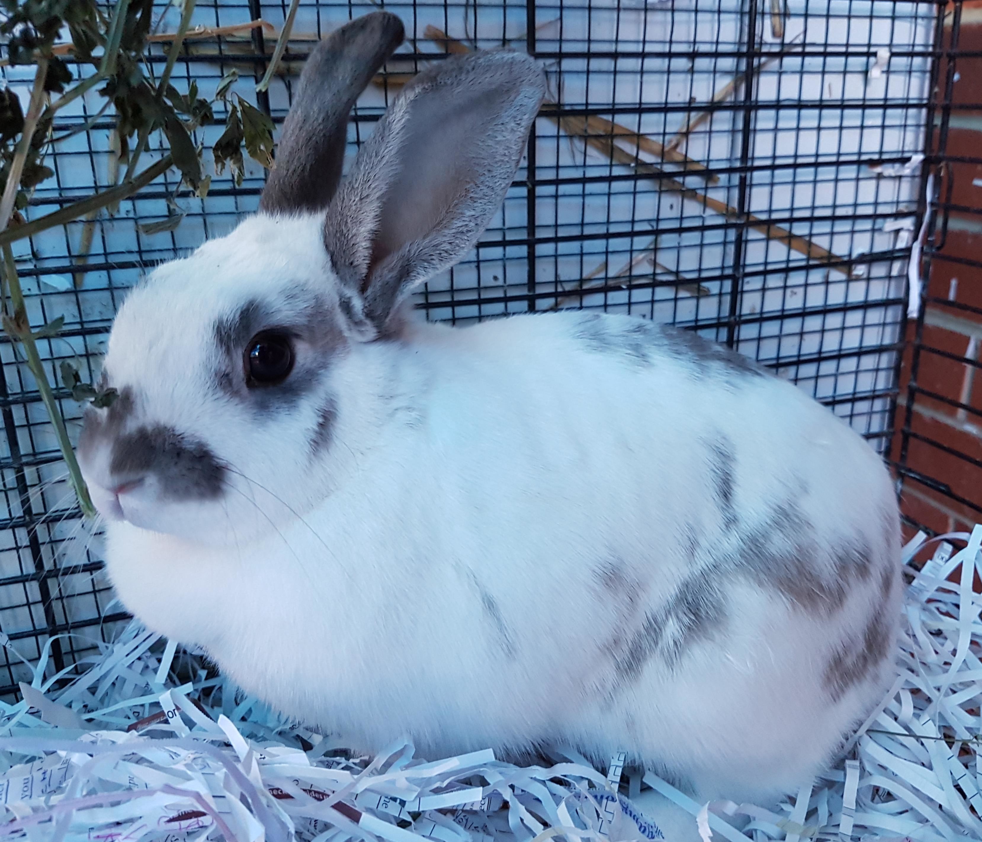 Marshmellow - Female Rex Rabbit in ACT - PetRescue