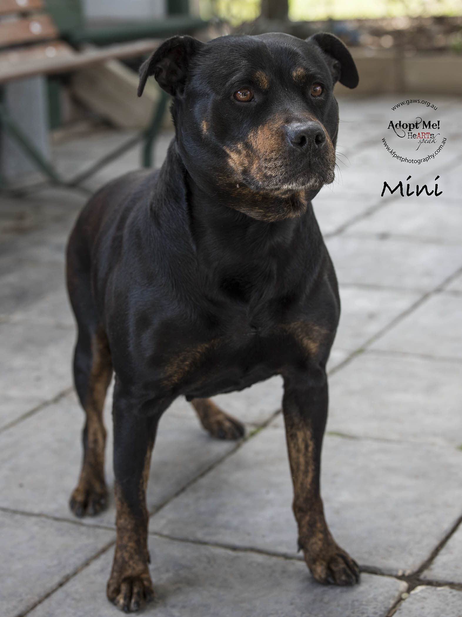 Mini ID32786 - Medium Female Rottweiler x Staffy Mix Dog in VIC - PetRescue
