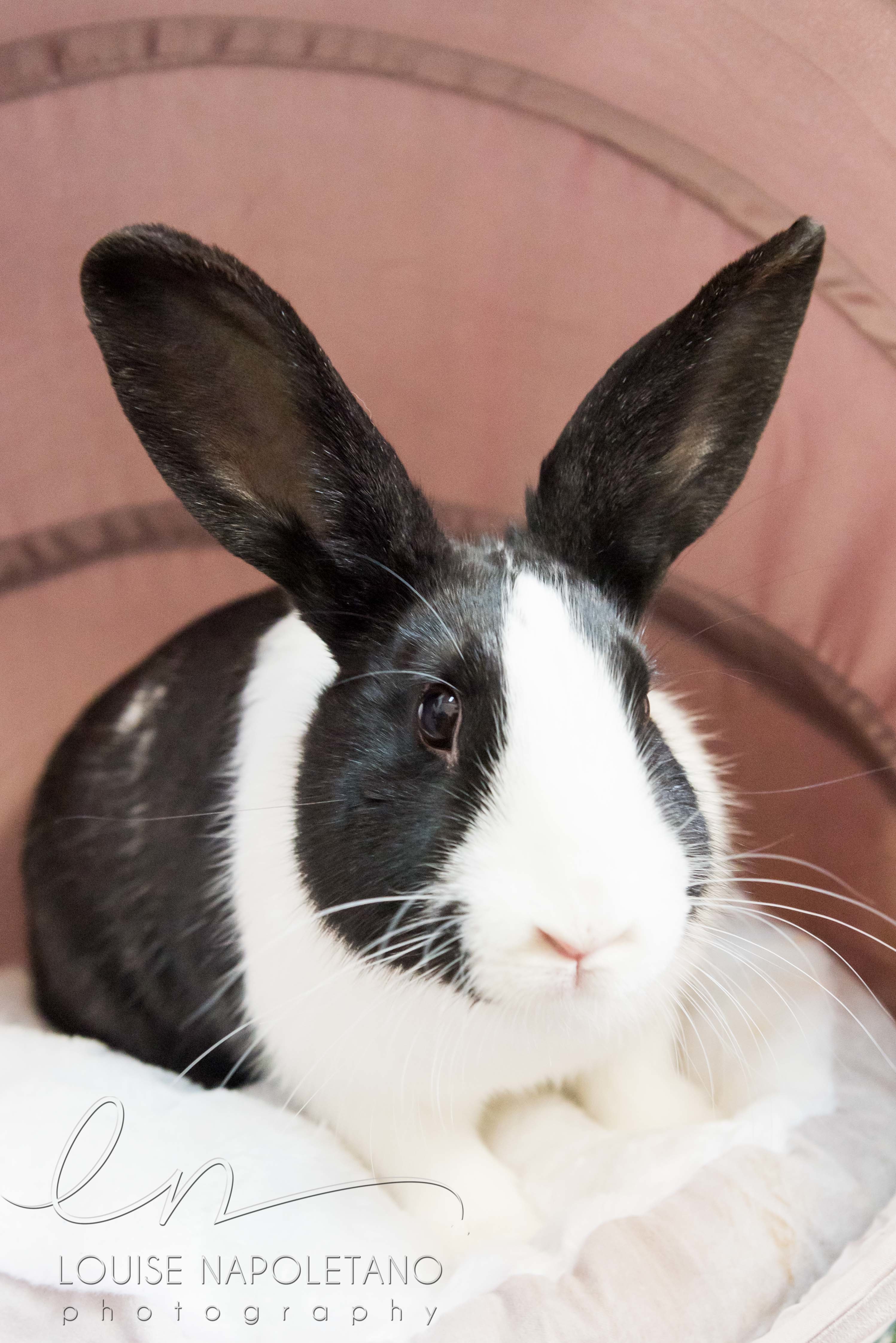 Bunnykins - Female Mini Lop x Dutch Mix Rabbit in NSW - PetRescue