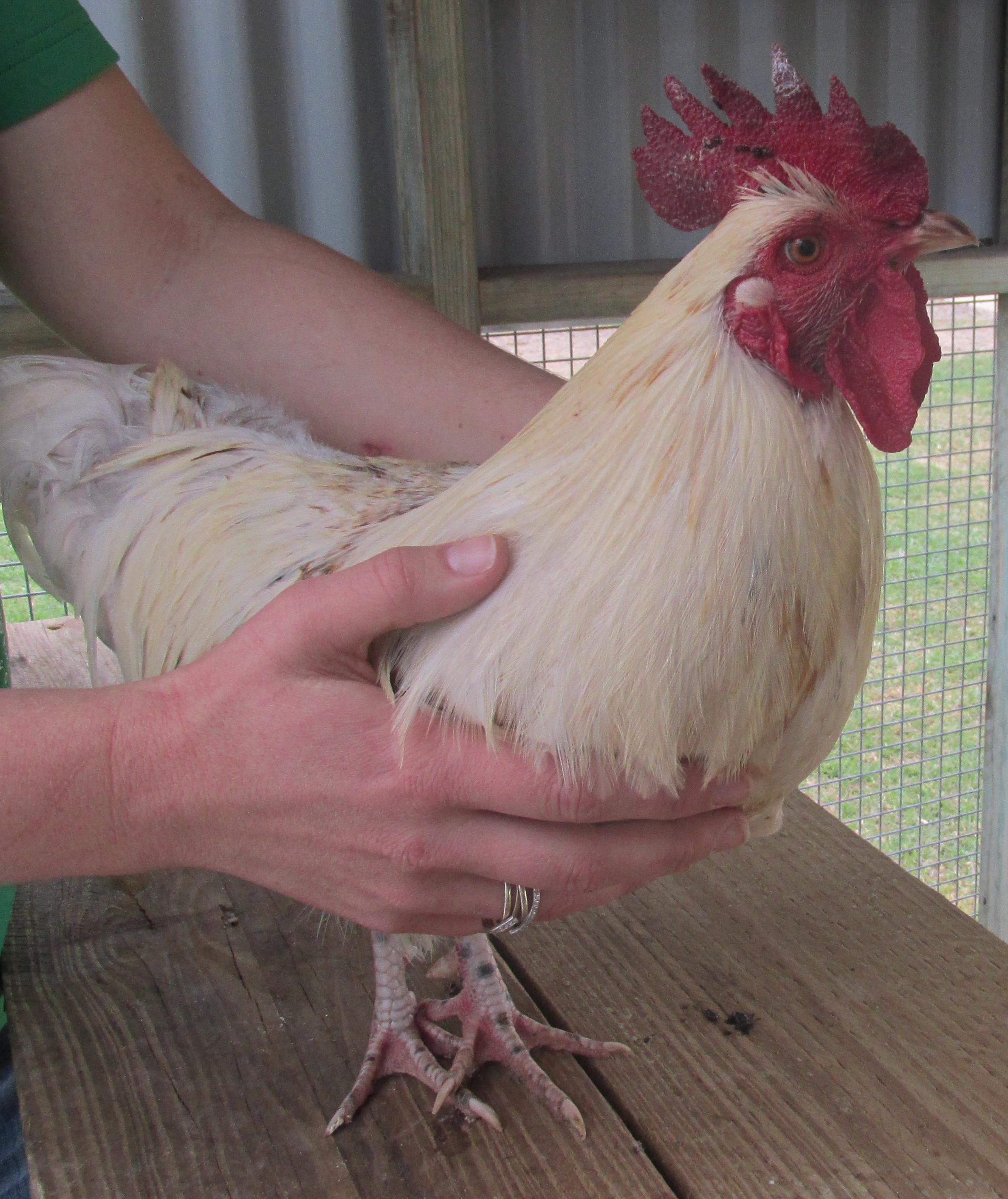 Ross - Male Rooster Sussex Mix Fowl in QLD - PetRescue