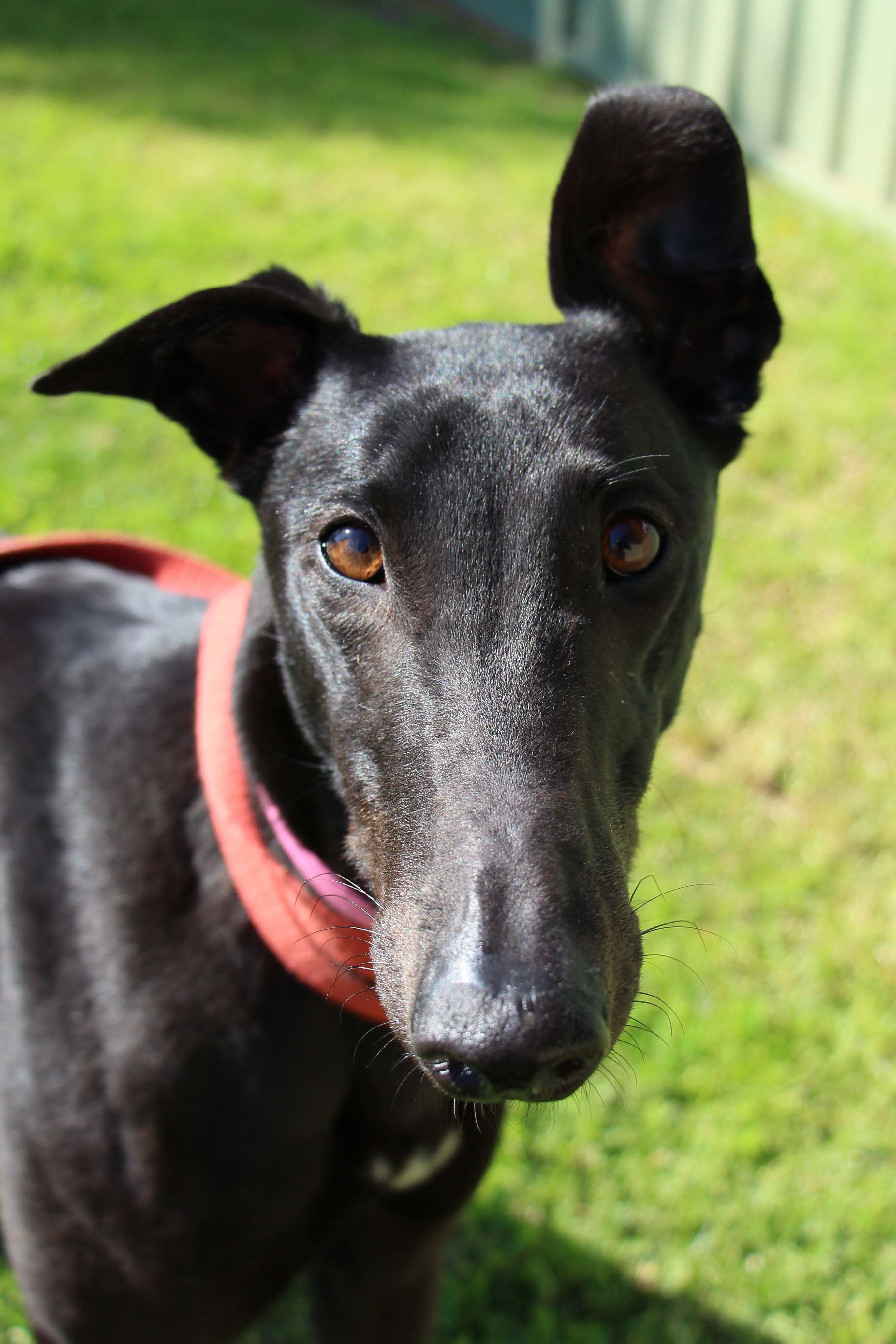 Alison - Medium Female Greyhound Dog in NSW - PetRescue
