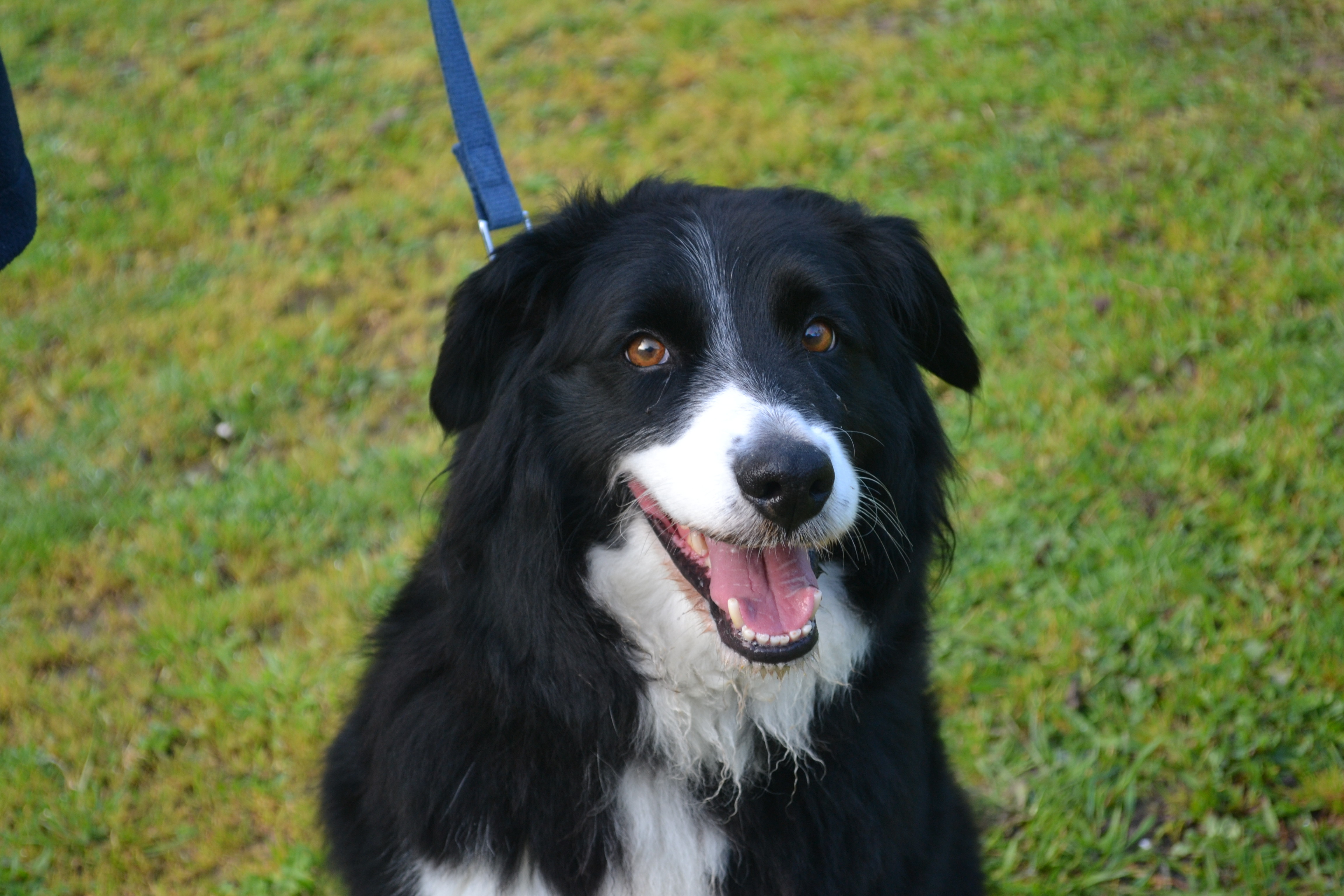 Molly - Large Female Border Collie Dog in VIC - PetRescue