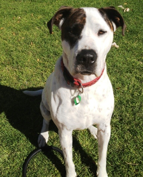 Chance - Large Male Mastiff x Pointer Mix Dog in WA - PetRescue