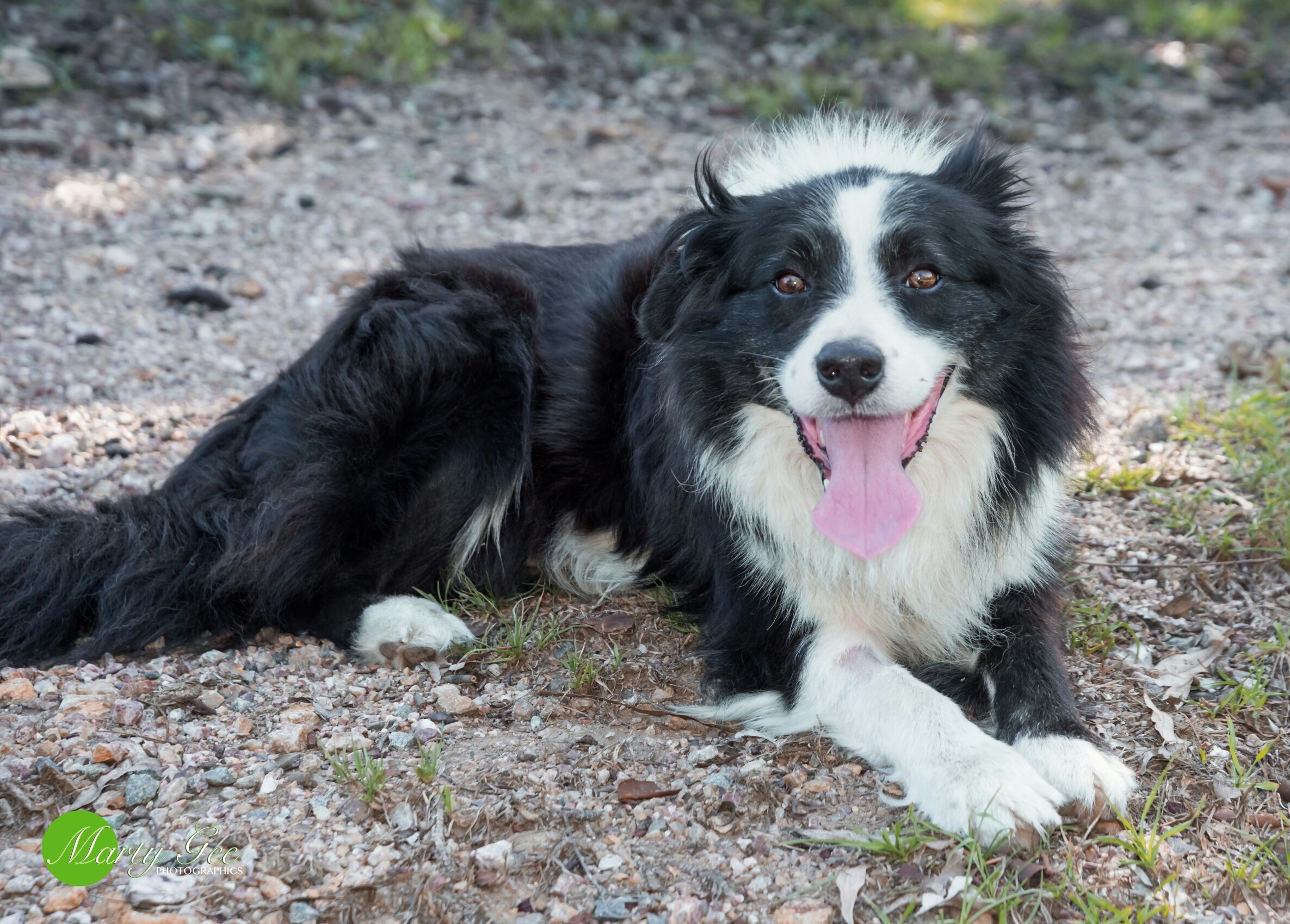 Bonnie and Clyde - Medium Female Border Collie Dog in QLD - PetRescue