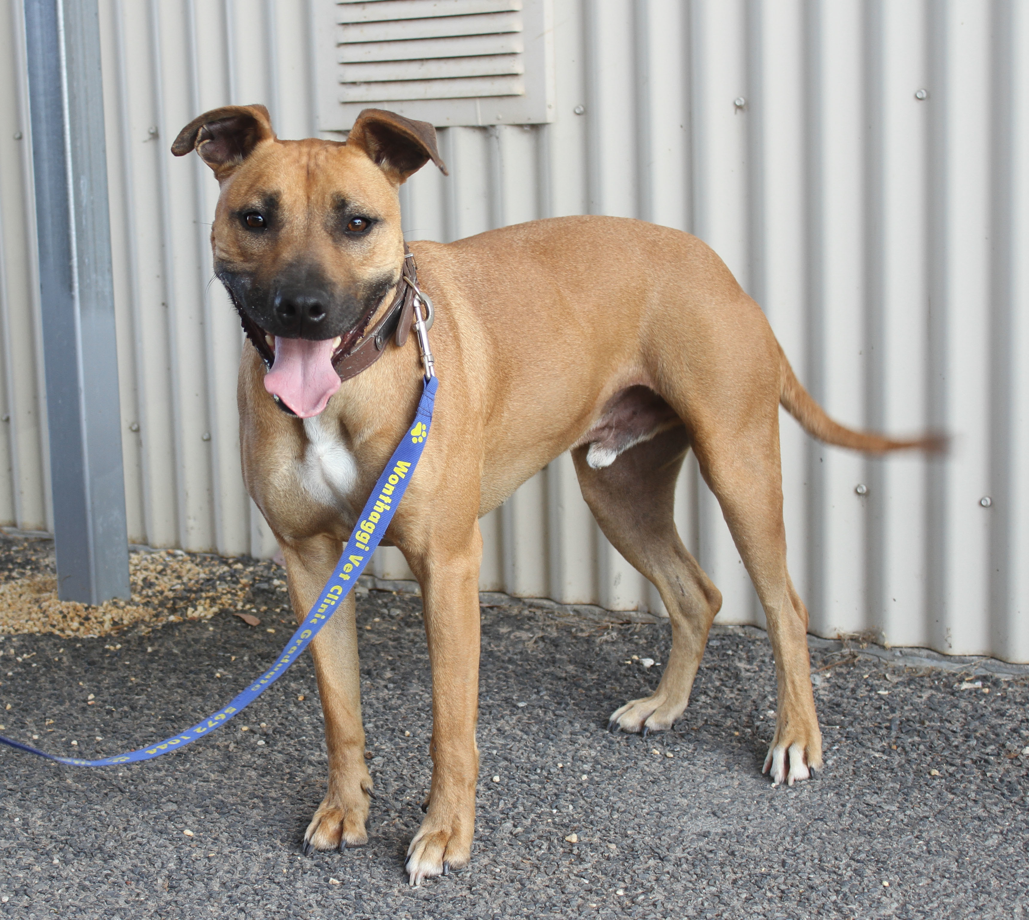 Tyro - Medium Male Staffordshire Bull Terrier x Staghound x Whippet Dog ...