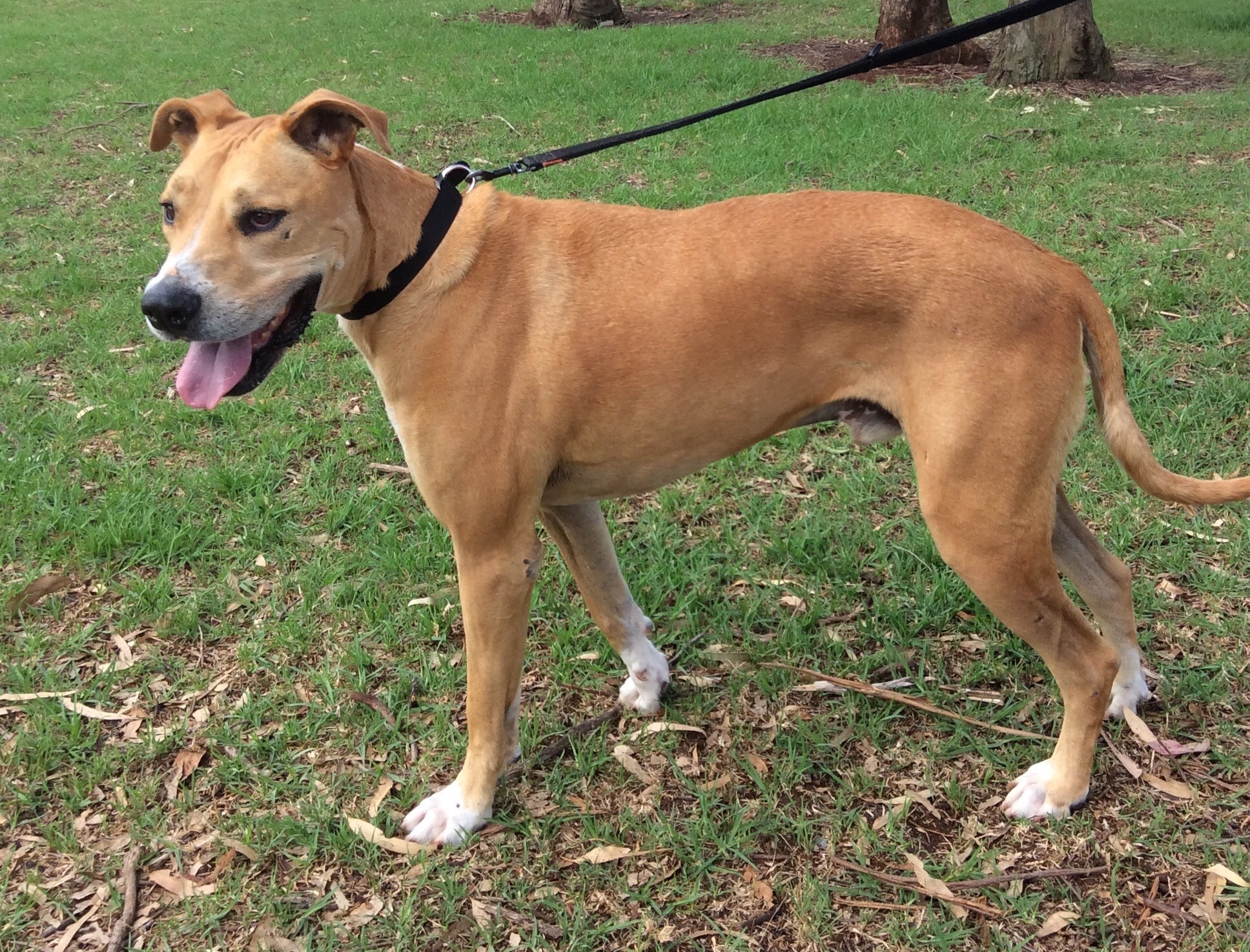 Hoss - Large Male Great Dane x American Staffordshire Bull Terrier Mix ...