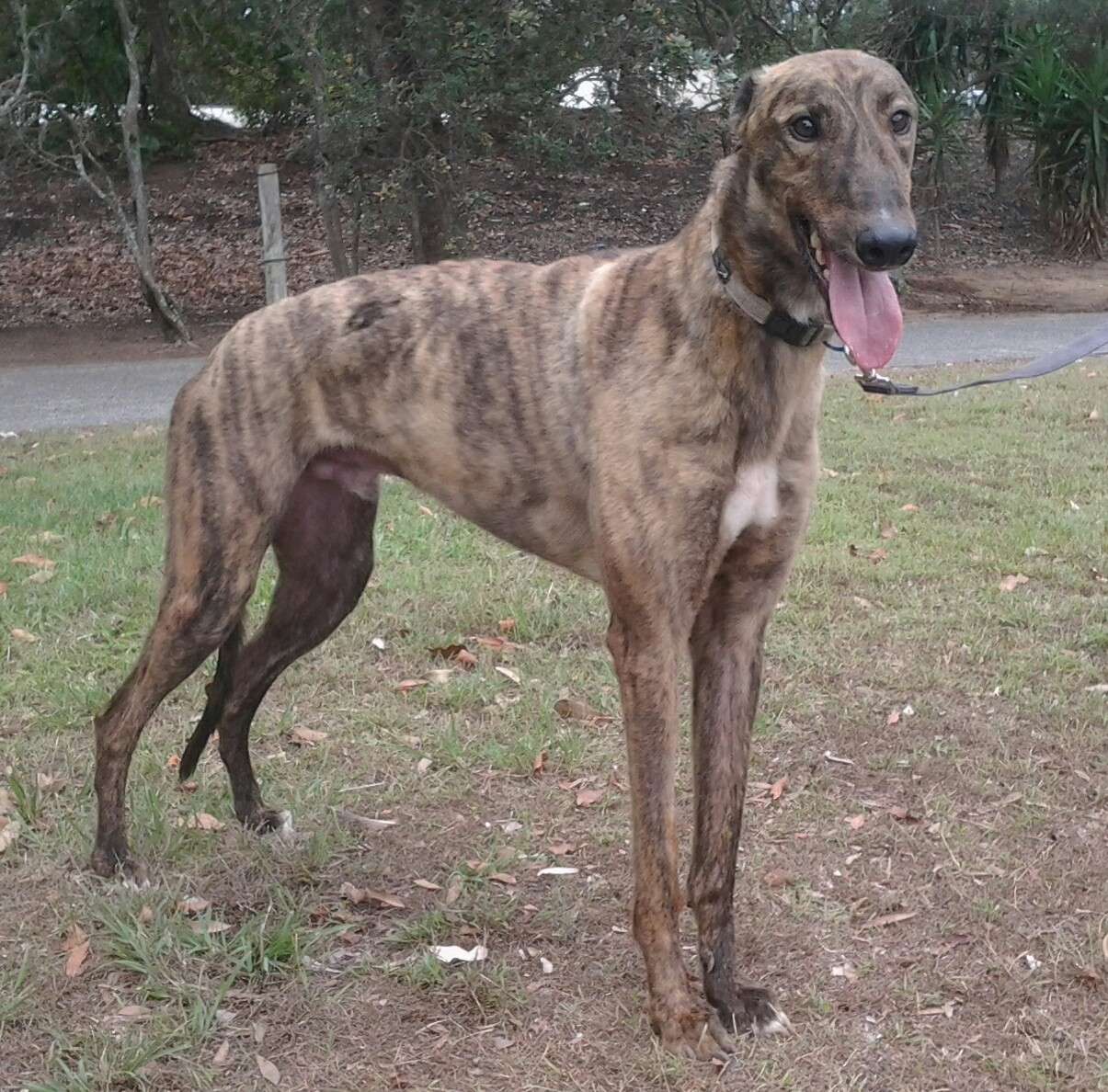 Stretchy - Large Male Greyhound Dog in NSW - PetRescue