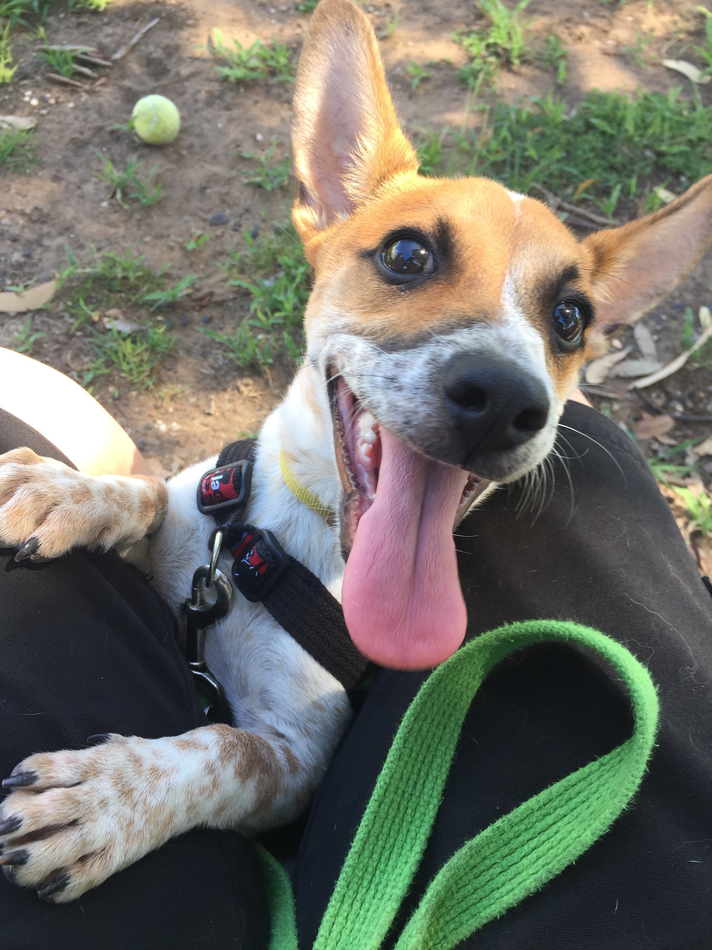 Bungey - Medium Male Australian Cattle Dog x Miniature Fox Terrier Mix ...