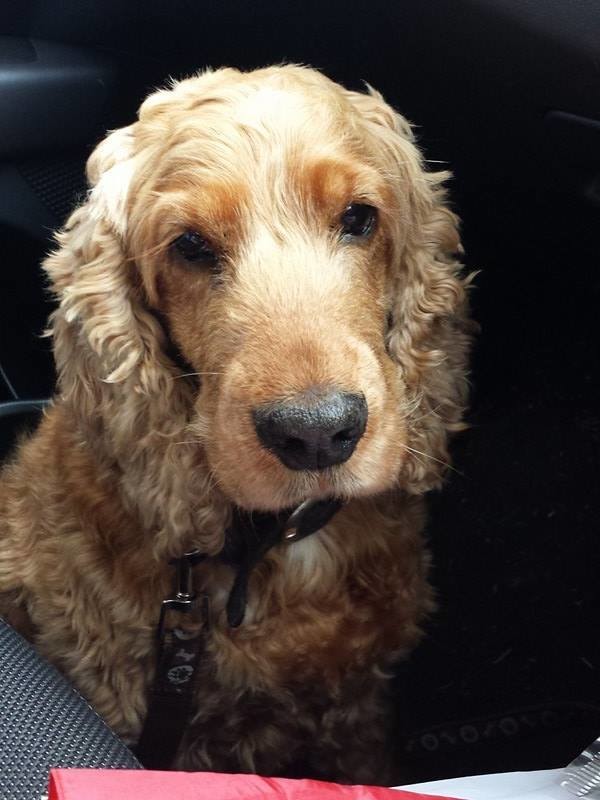 Jasper - Medium Male Cocker Spaniel, English Dog in QLD - PetRescue