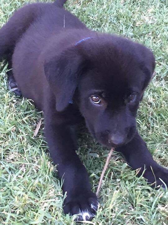 Ali - Medium Female Labrador x Maremma Sheepdog Mix Dog in QLD - PetRescue