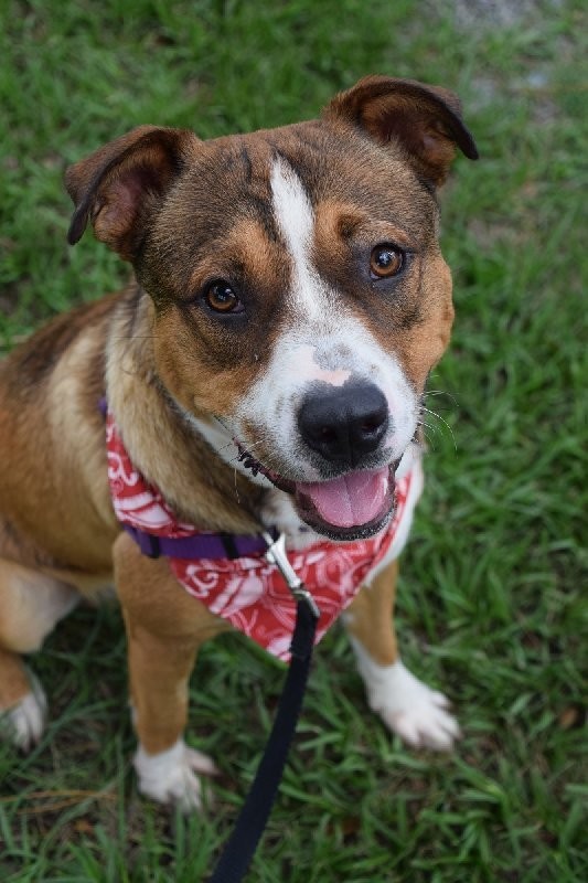 Seuss - Large Male Border Collie x American Staffordshire Bull Terrier ...