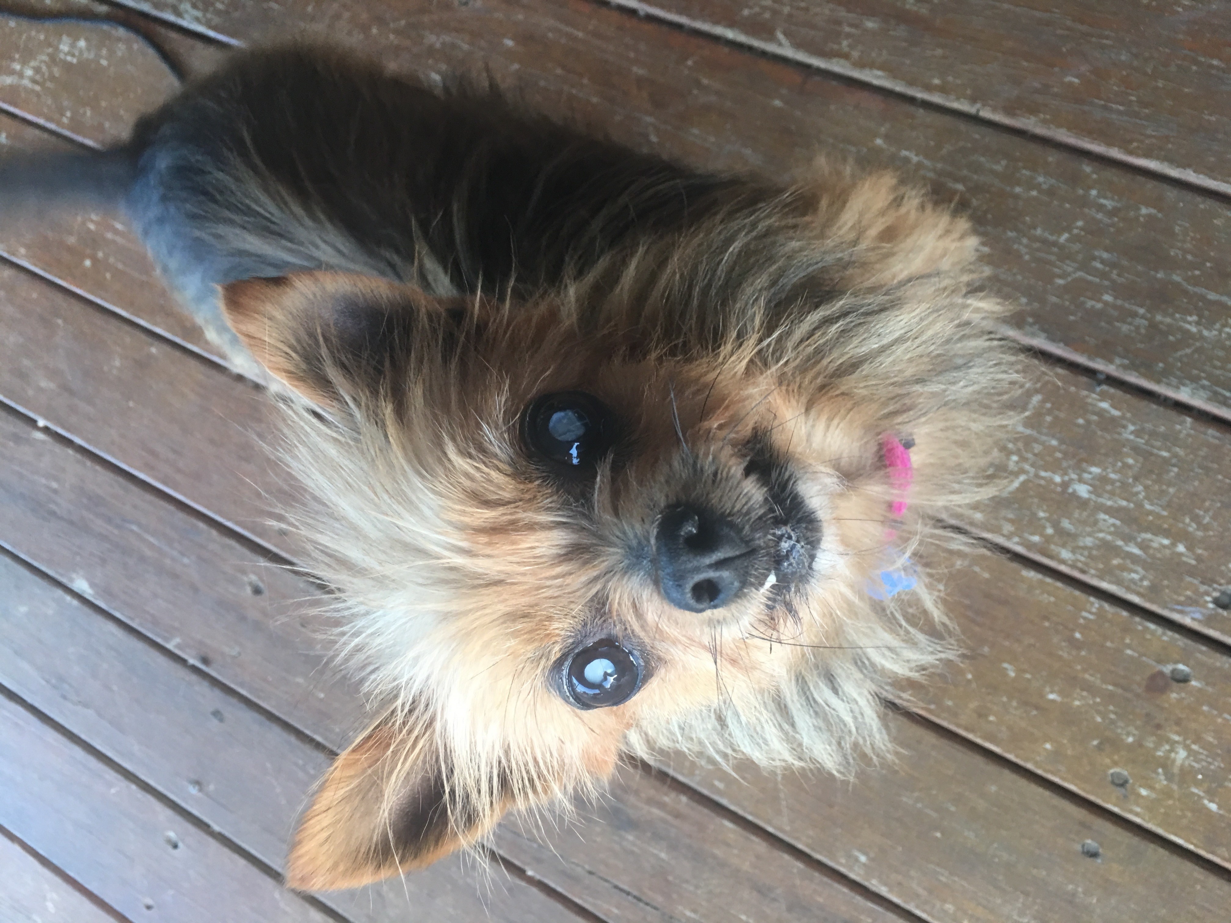 Tara - Small Female Silky Terrier Dog in VIC - PetRescue