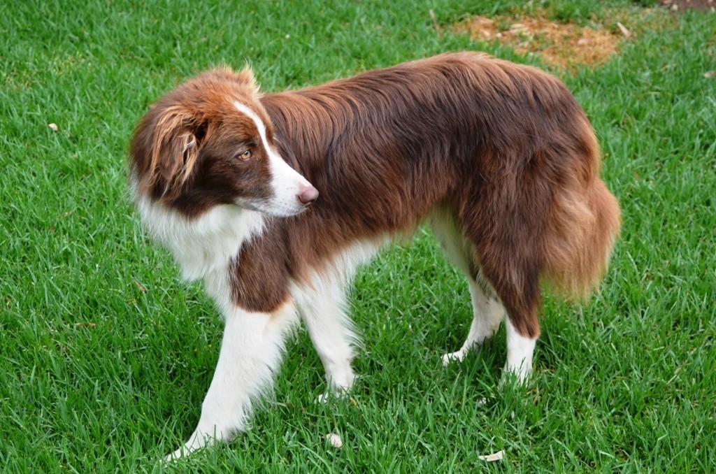 Milo - Medium Male Border Collie Dog in NSW - PetRescue