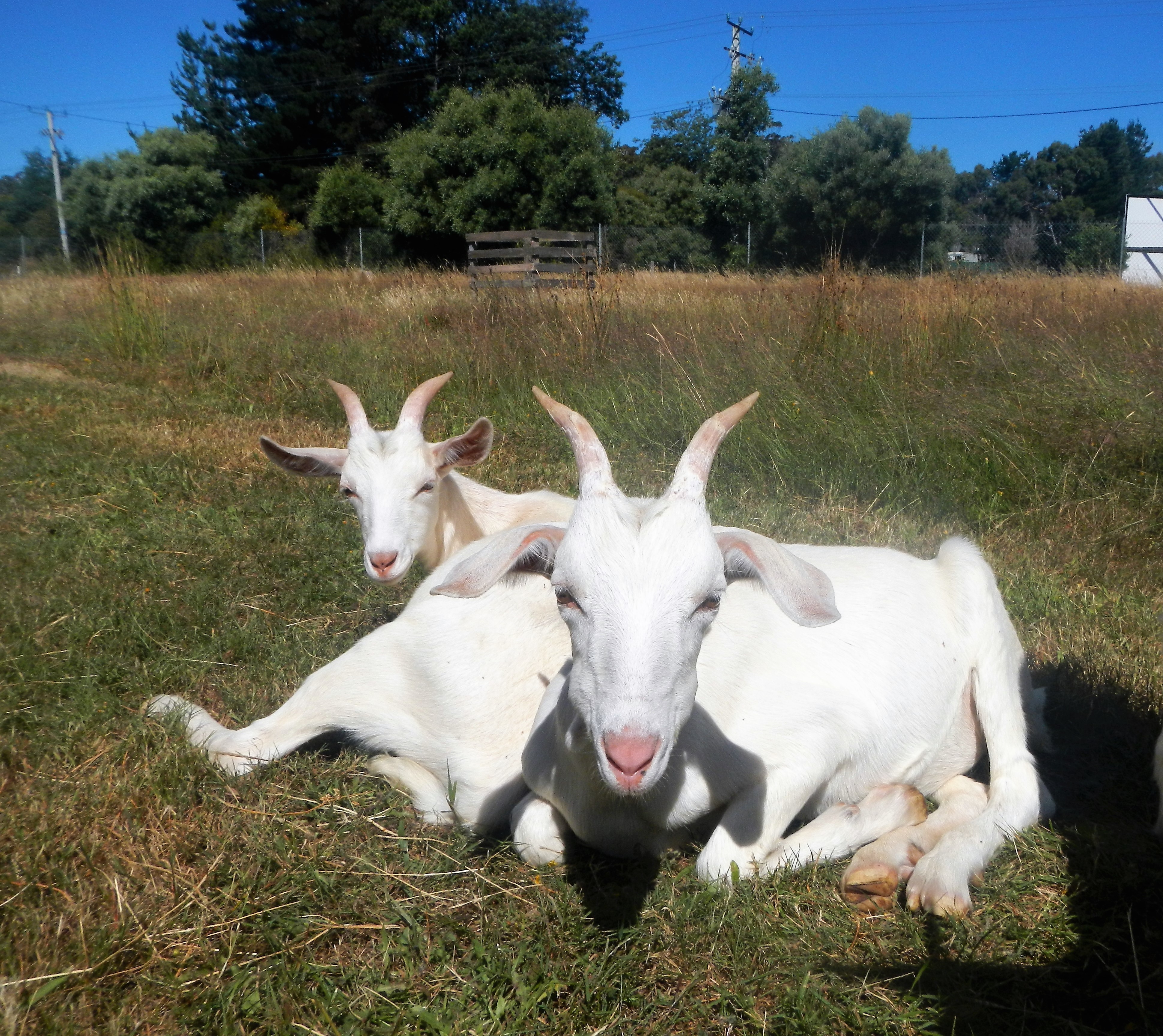 MacAw - Male Saanen x Anglo Nubian Mix Goat in TAS - PetRescue