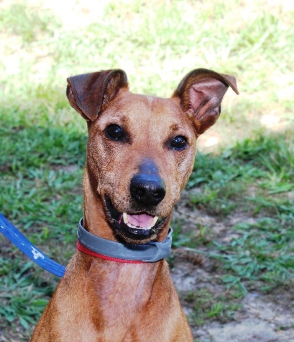 Jeremy - Medium Male German Pinscher x Whippet Mix Dog in VIC - PetRescue