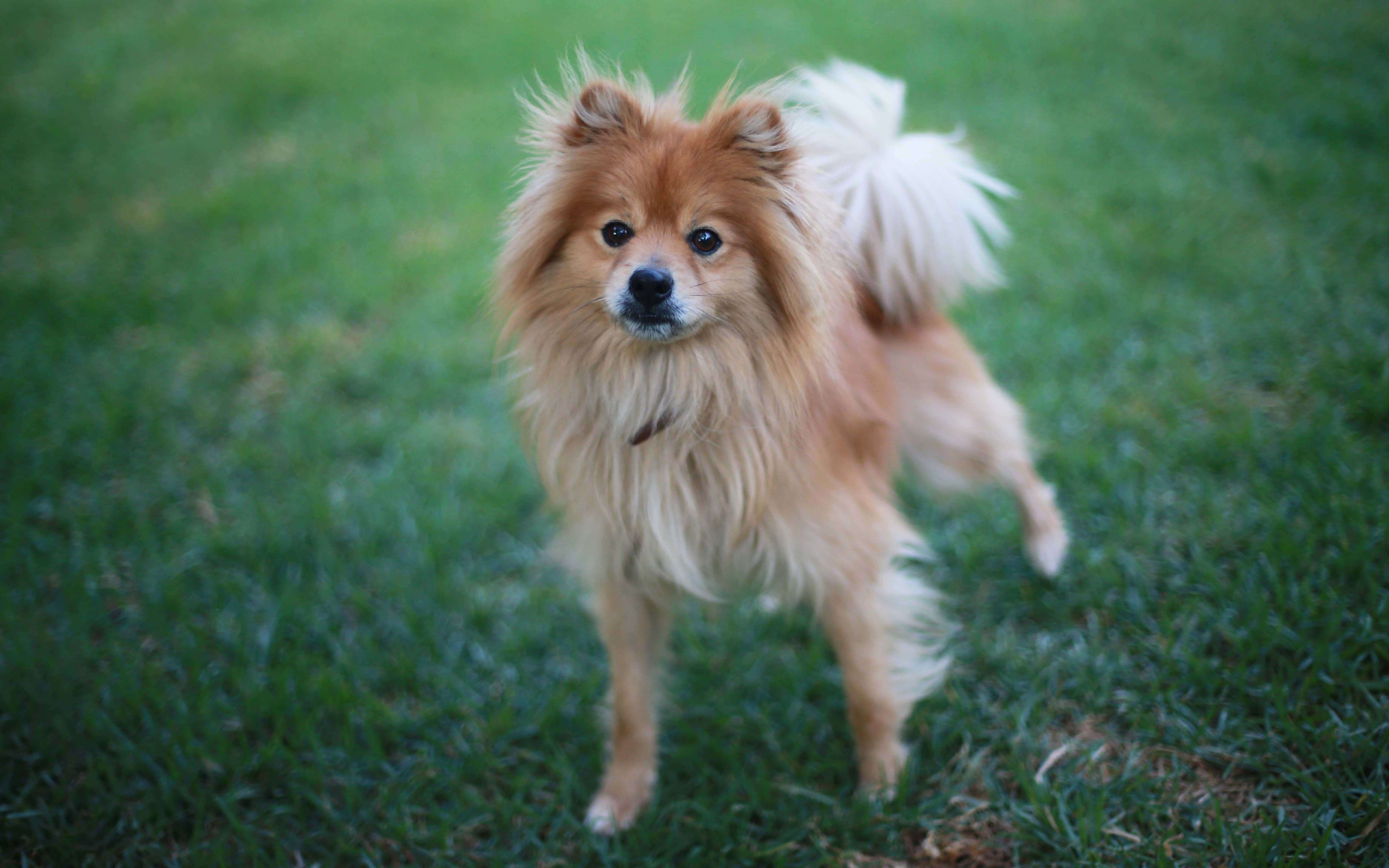 Pepi - Small Male Pomeranian Mix Dog in VIC - PetRescue
