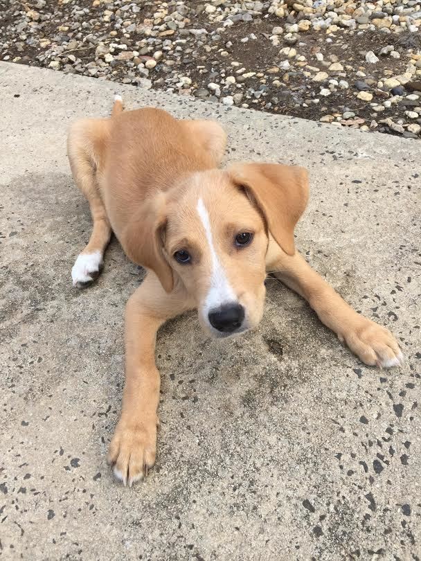 George Michael - Medium Male Border Collie x Labrador x Staffy Mix Dog ...