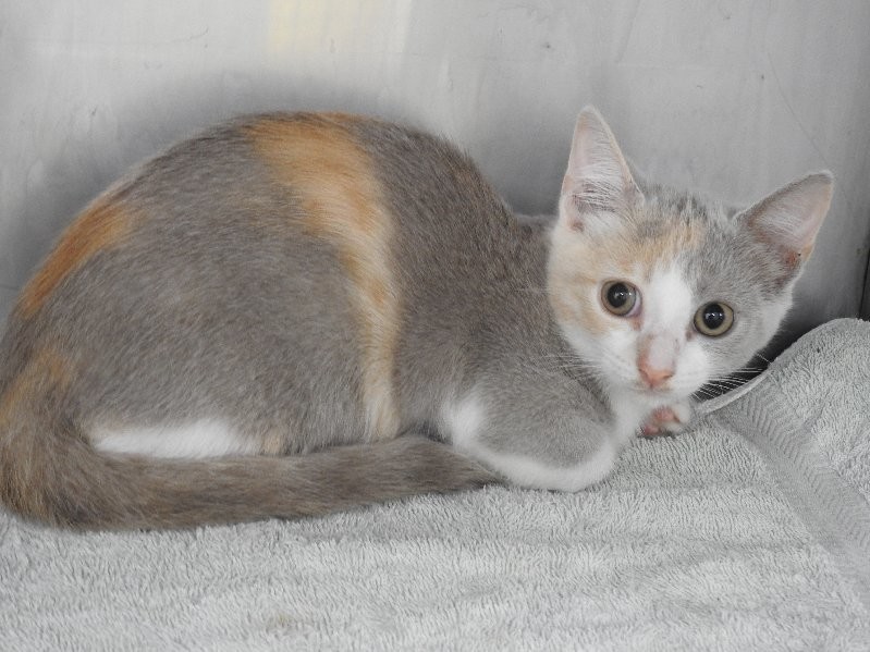 Millie - Female Snowshoe Mix Cat in QLD - PetRescue