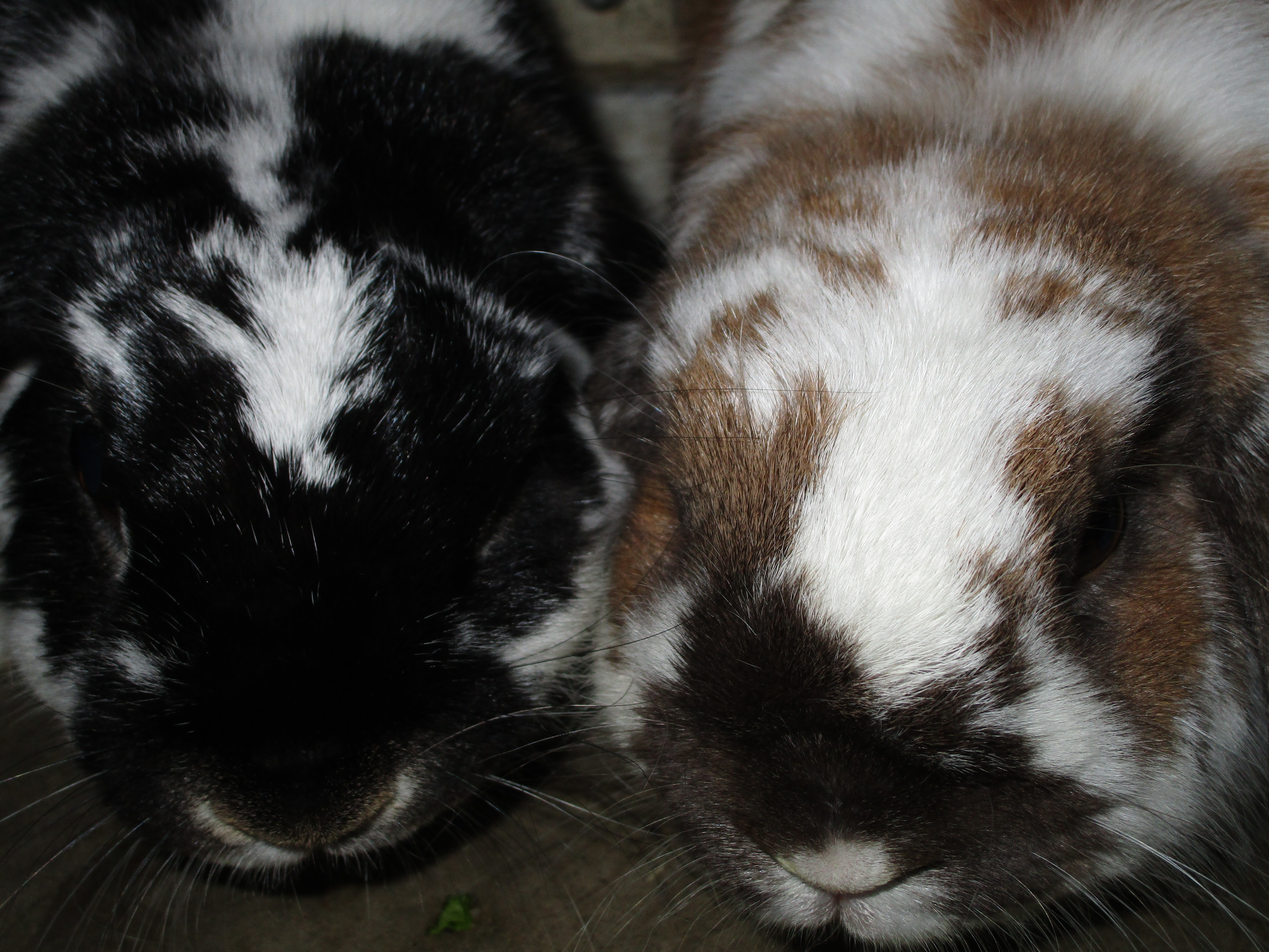 Chocolate Brownie and Magpie - Female Dwarf Lop Rabbit in VIC - PetRescue
