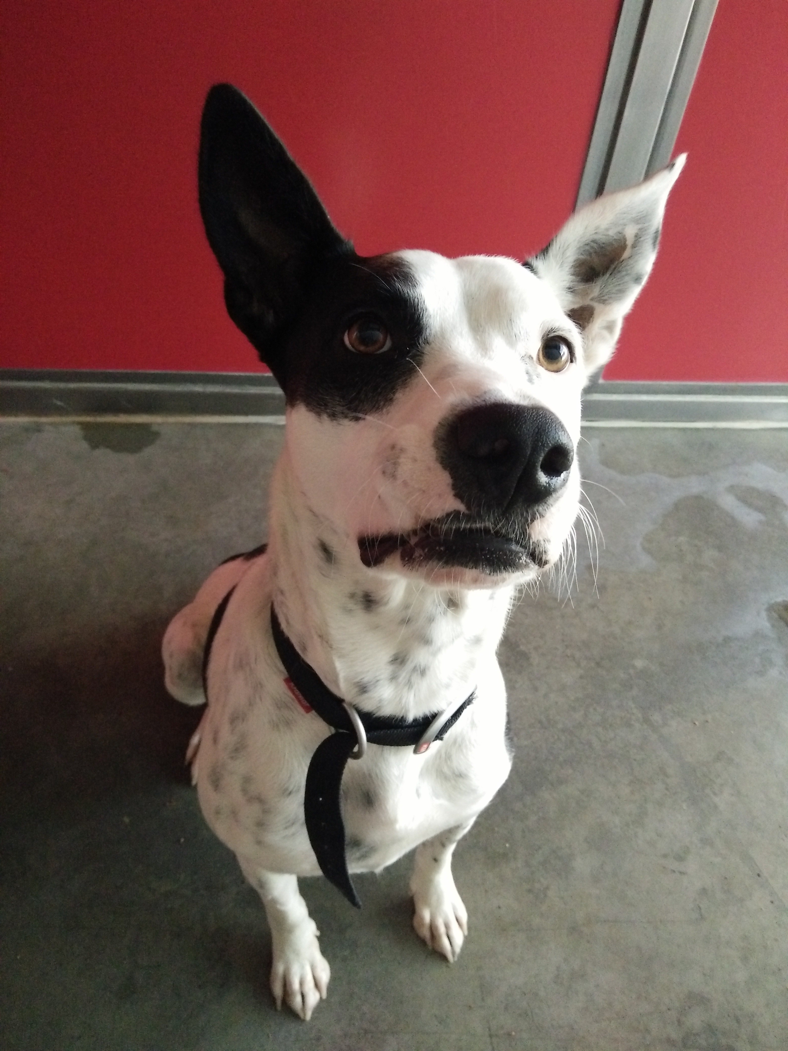 Freckles - Medium Female Border Collie x English Staffordshire Bull ...