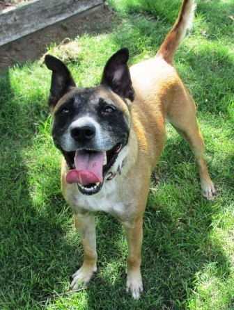 Vinnie - Medium Male Australian Cattle Dog x Akita Mix Dog in QLD ...
