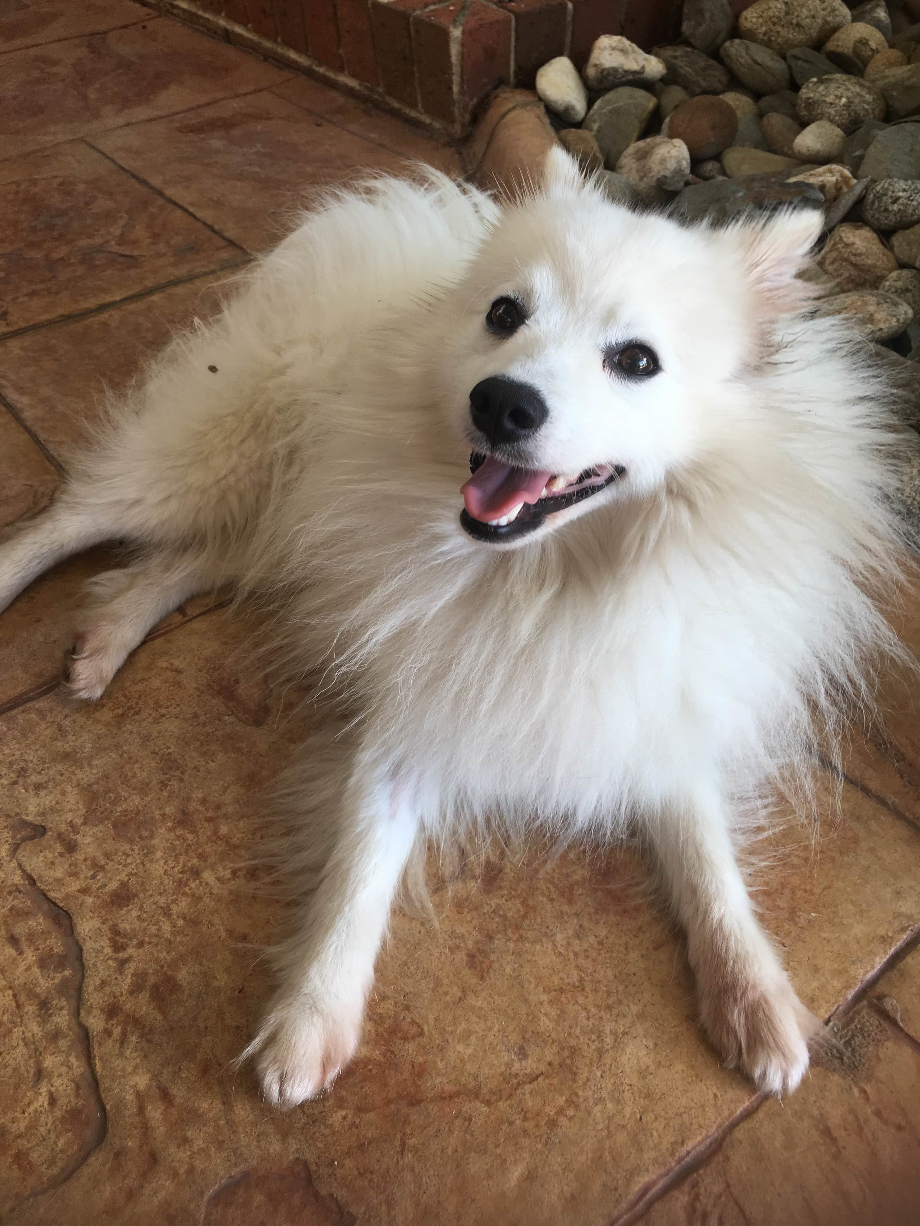 Sushi - Small Male Japanese Spitz Mix Dog in VIC - PetRescue