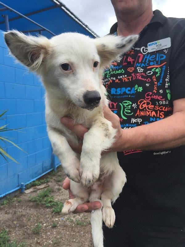 Thor - Small Female Rhodesian Ridgeback x Long Hair Chihuahua Mix Dog ...