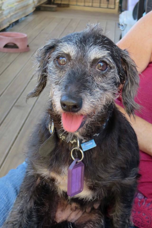 Brandy - Small Female Irish Terrier Mix Dog in NSW - PetRescue