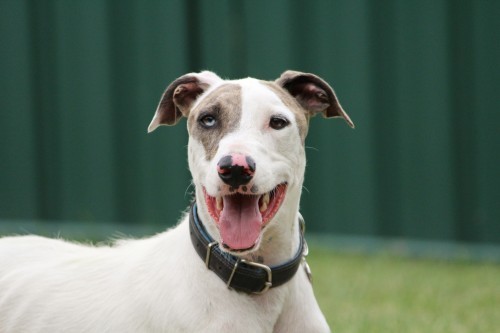 Gizmo - Large Male Bull Arab x Greyhound Mix Dog in NSW - PetRescue