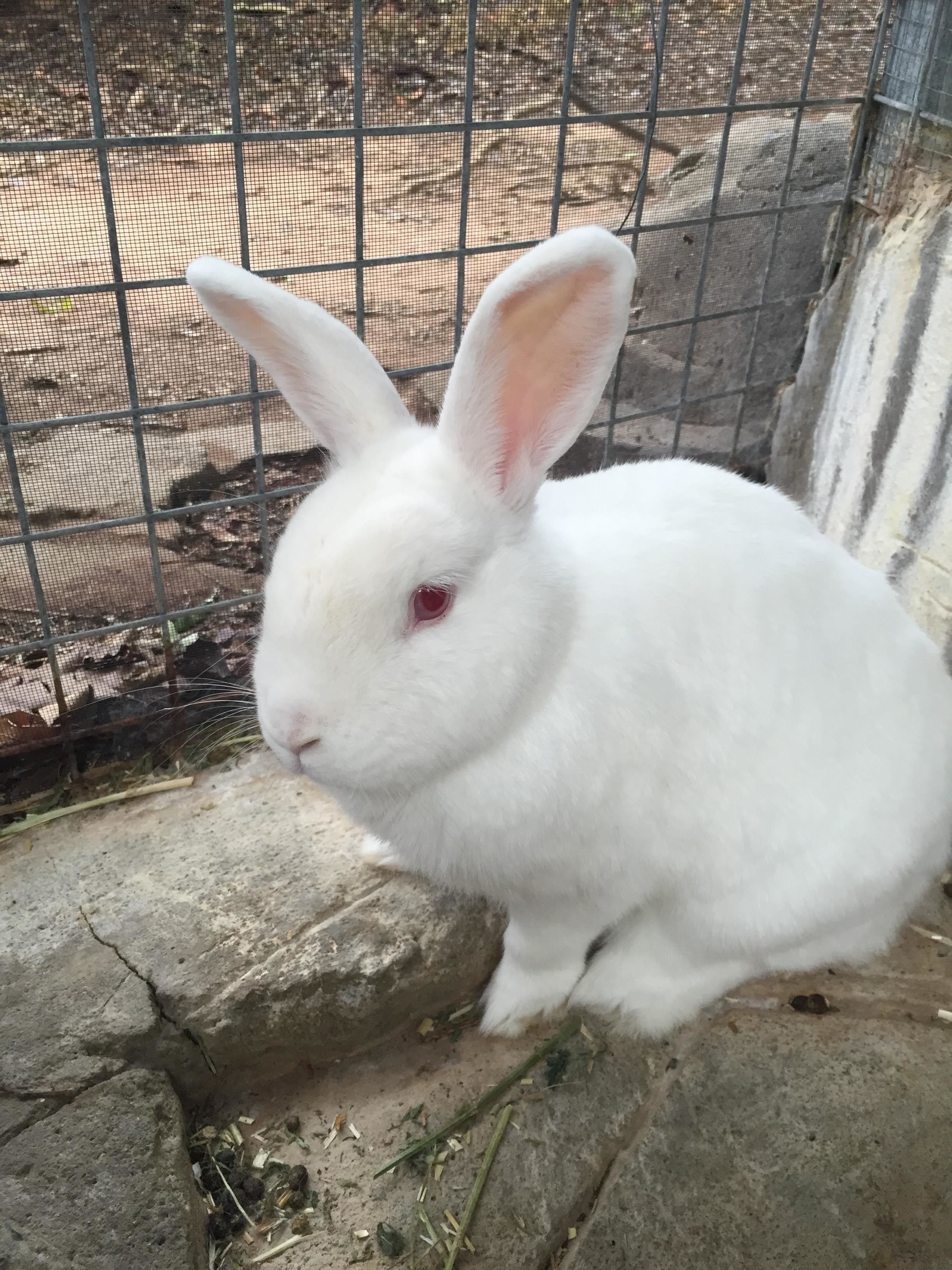 Jodie - Female Bunny Rabbit Rabbit in ACT - PetRescue