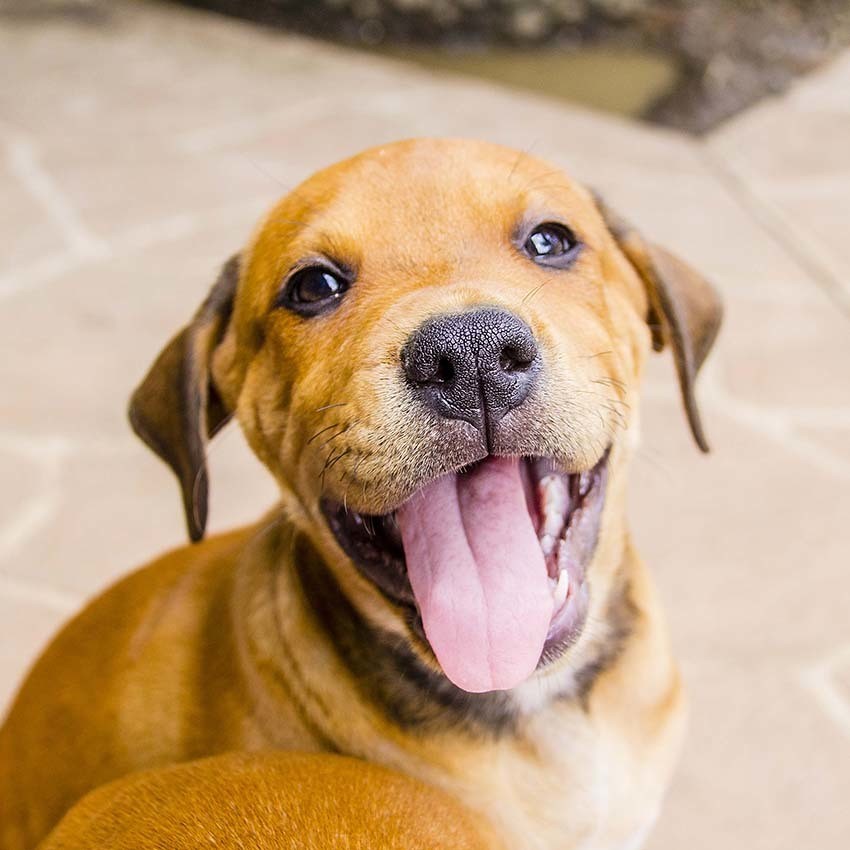 Yasmin ~ Rotti x Mastiff puppy (On Trial 23/2/17) - Large Female ...