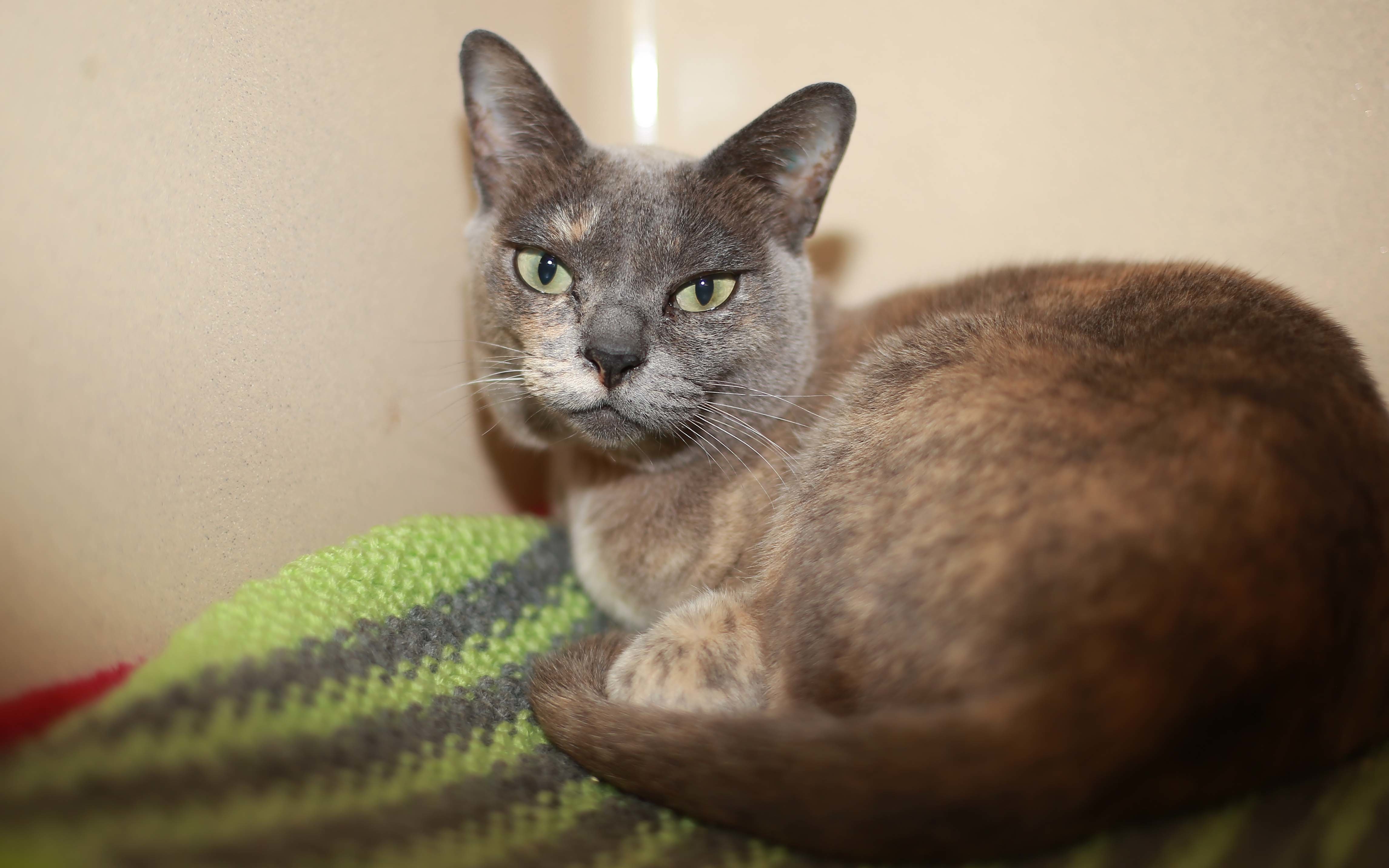 Lena - Female Burmese Mix Cat in VIC - PetRescue