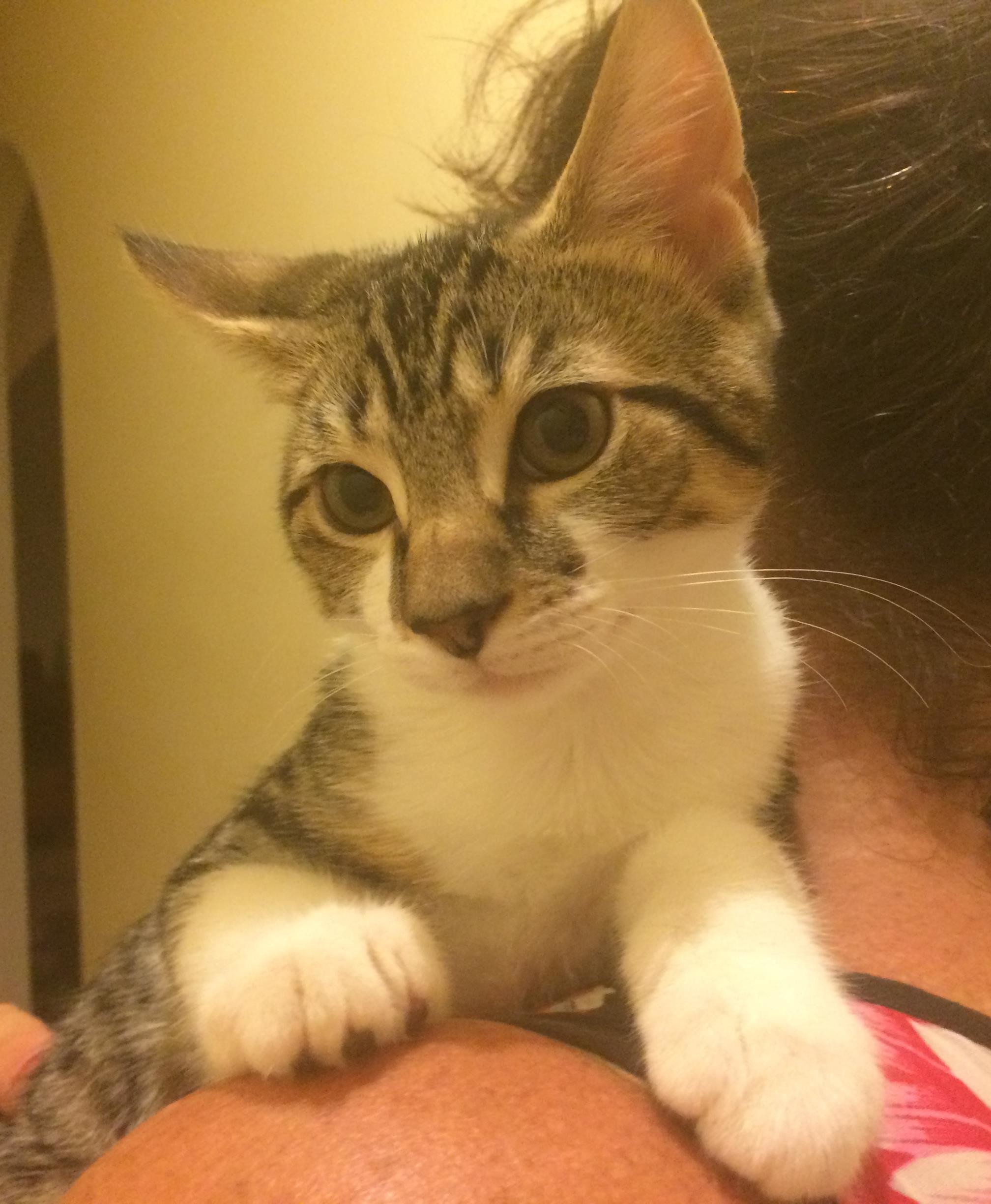 RSPCA Sydney Shelter (Yagoona) - PetRescue