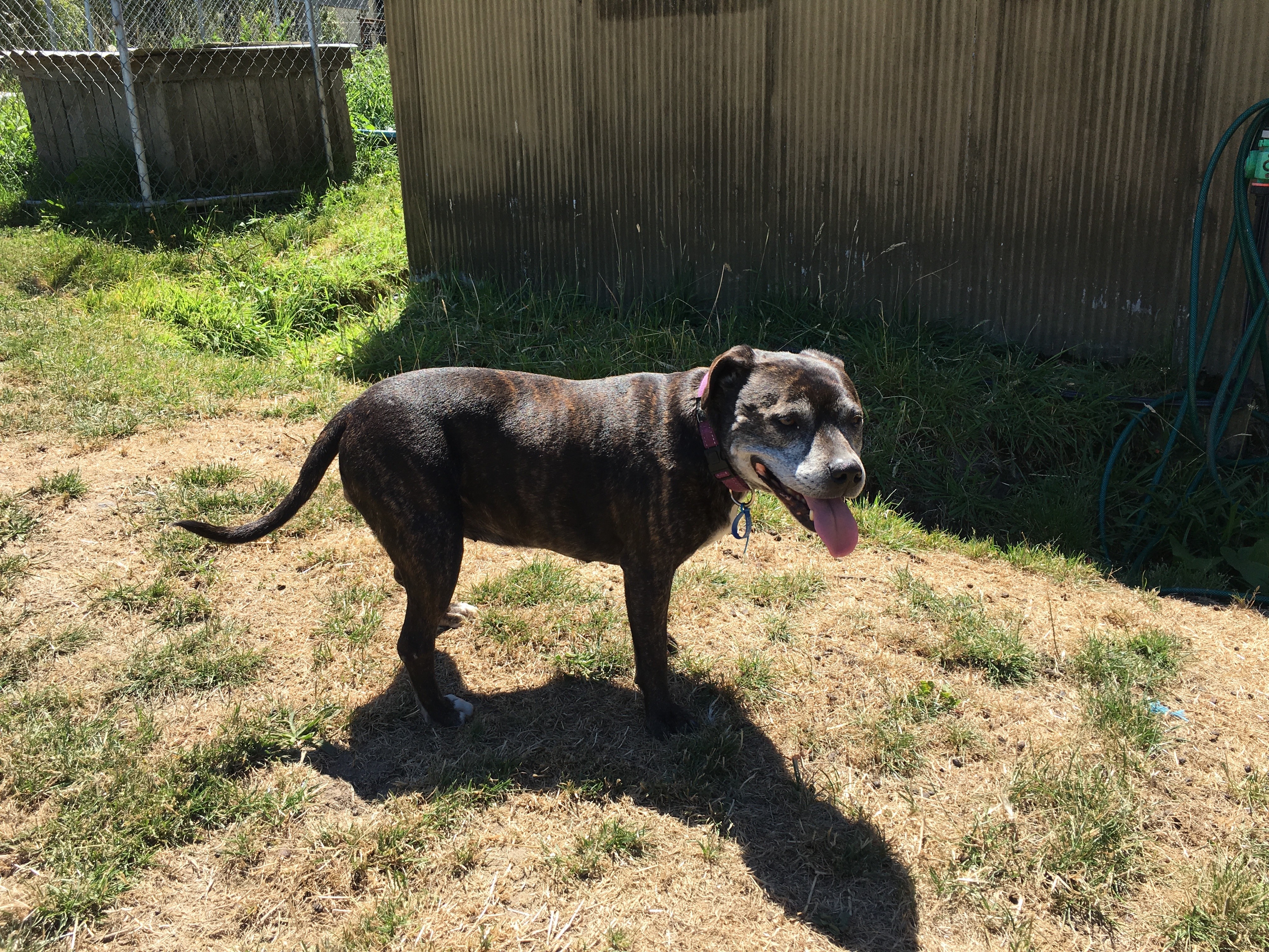 Sweet Bella - Medium Female Staffy Dog in VIC - PetRescue