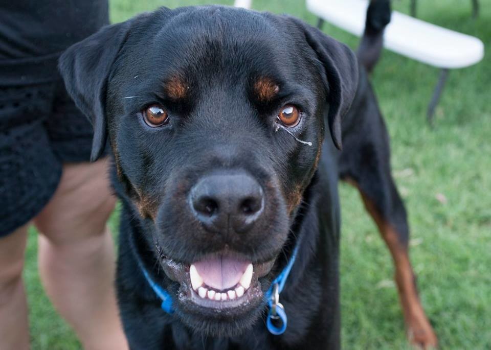 Boris - Large Male Rottweiler Dog in QLD - PetRescue