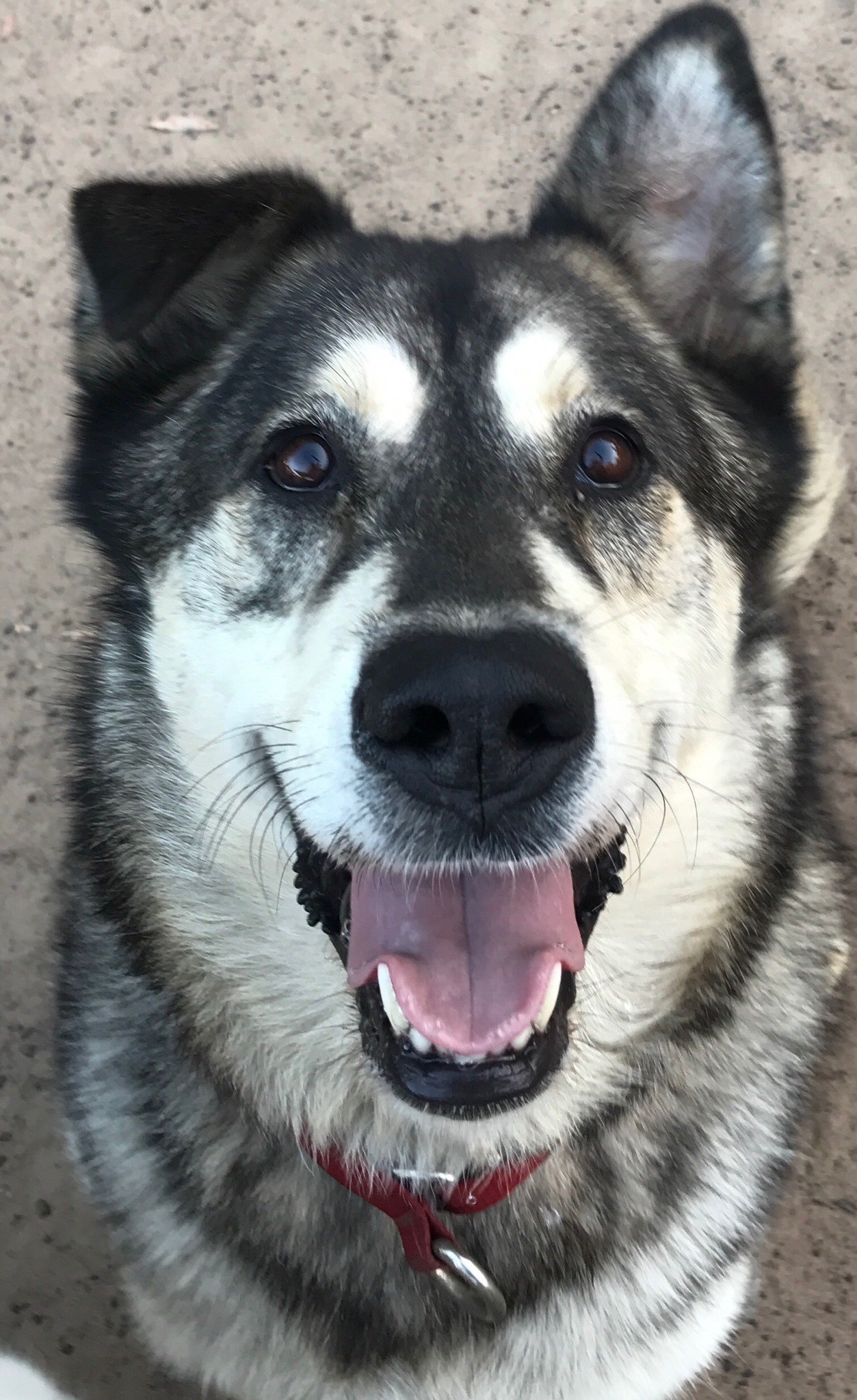 Lakey - Large Male Husky x Labrador Mix Dog in NSW - PetRescue